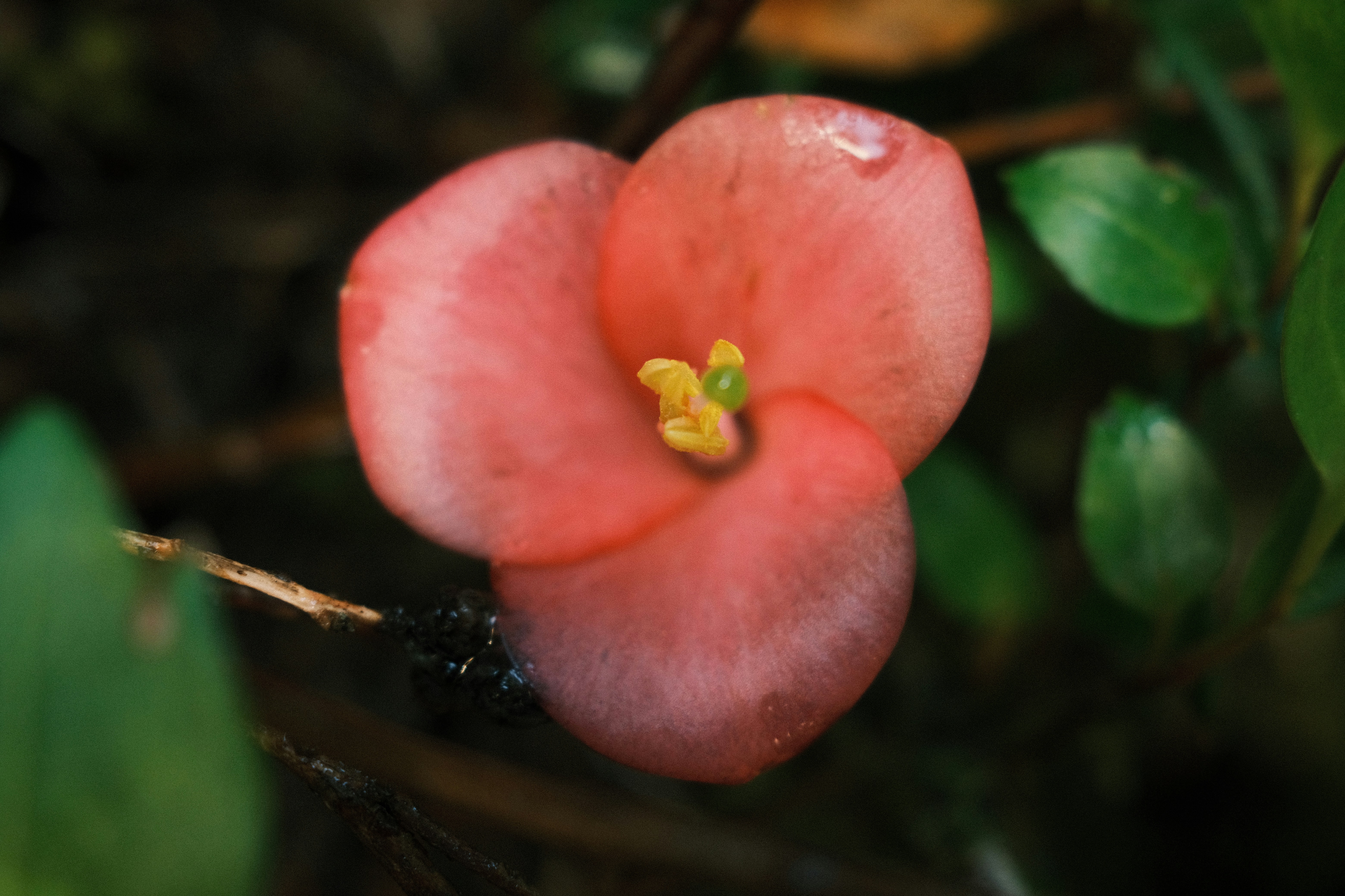 Rosy Blossom Centerstage