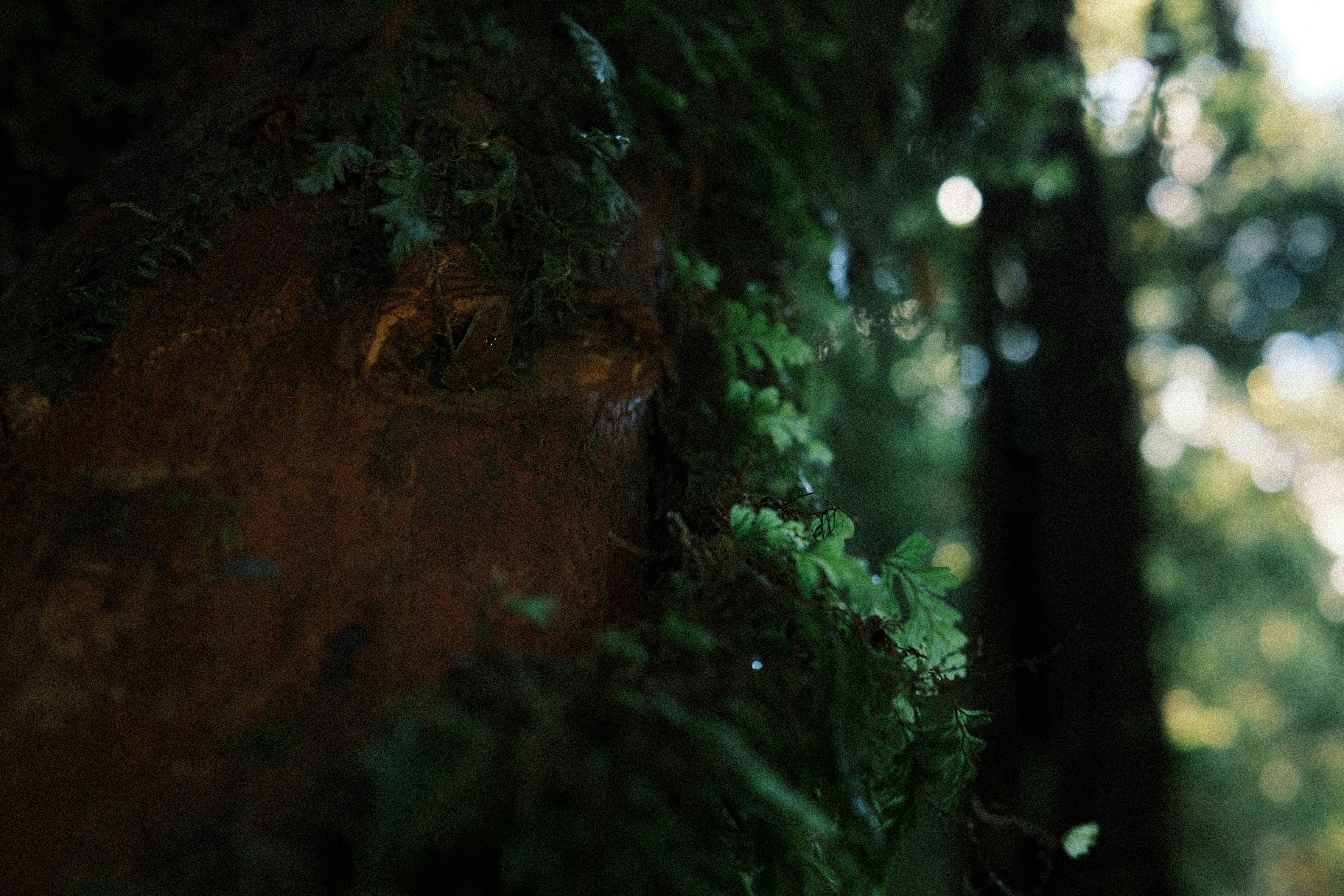 Veiled Ferns along a Mossy Trunk in Dappled Forest Shade