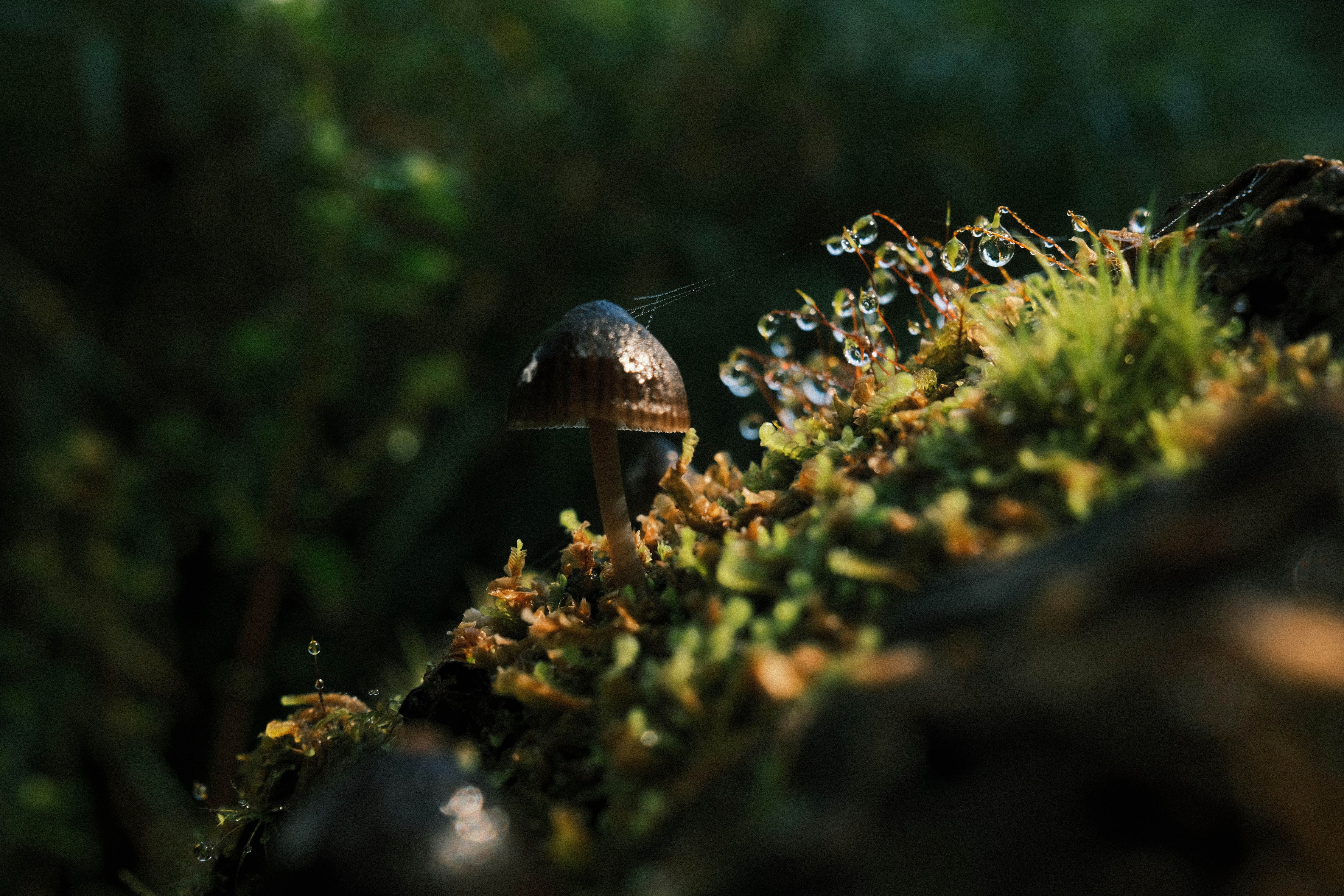 Mushroom Dawn: Dew-Kissed Habitat on a Mossy Ridge