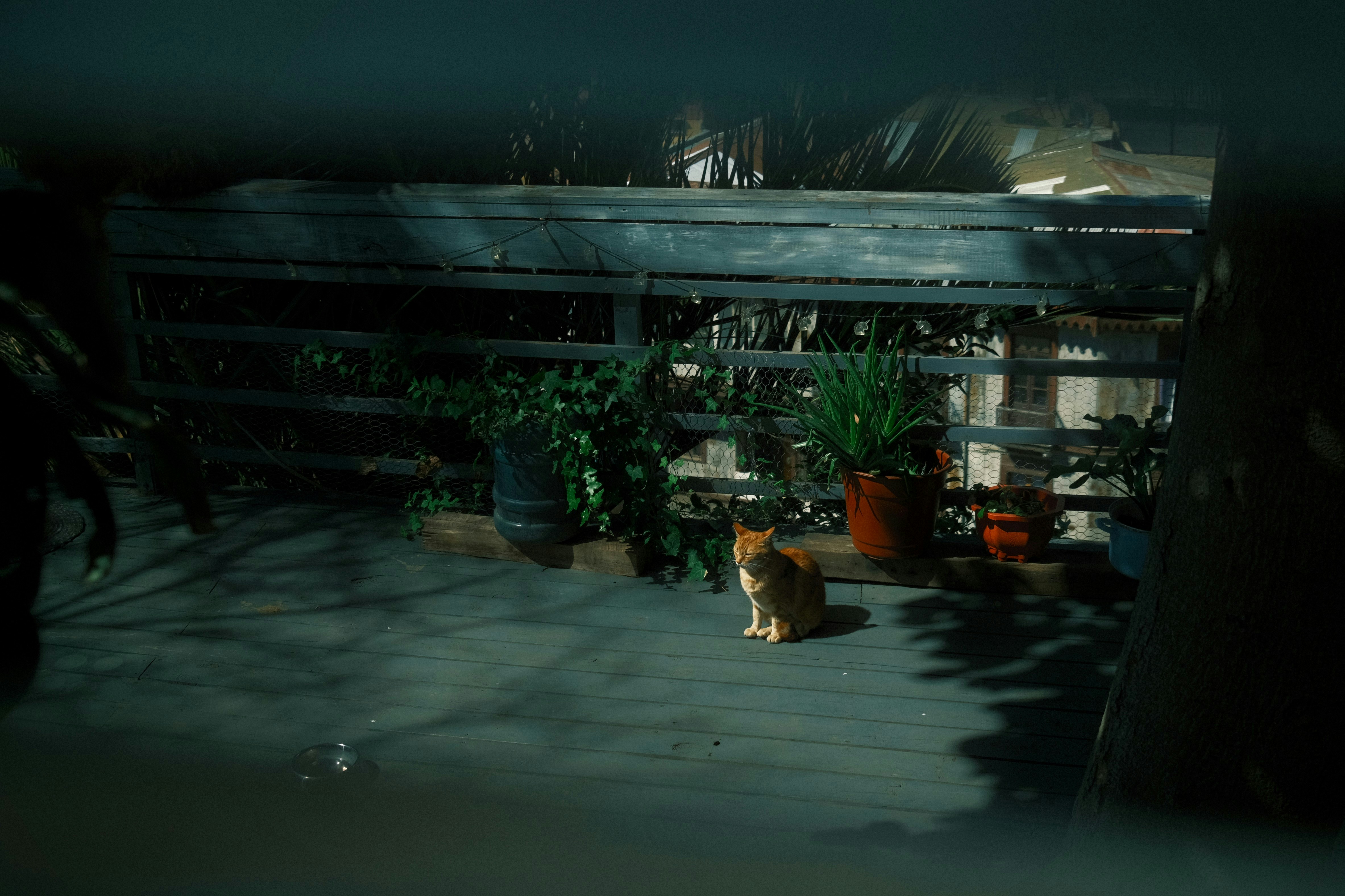 Sunlit Tabby on a Garden Deck