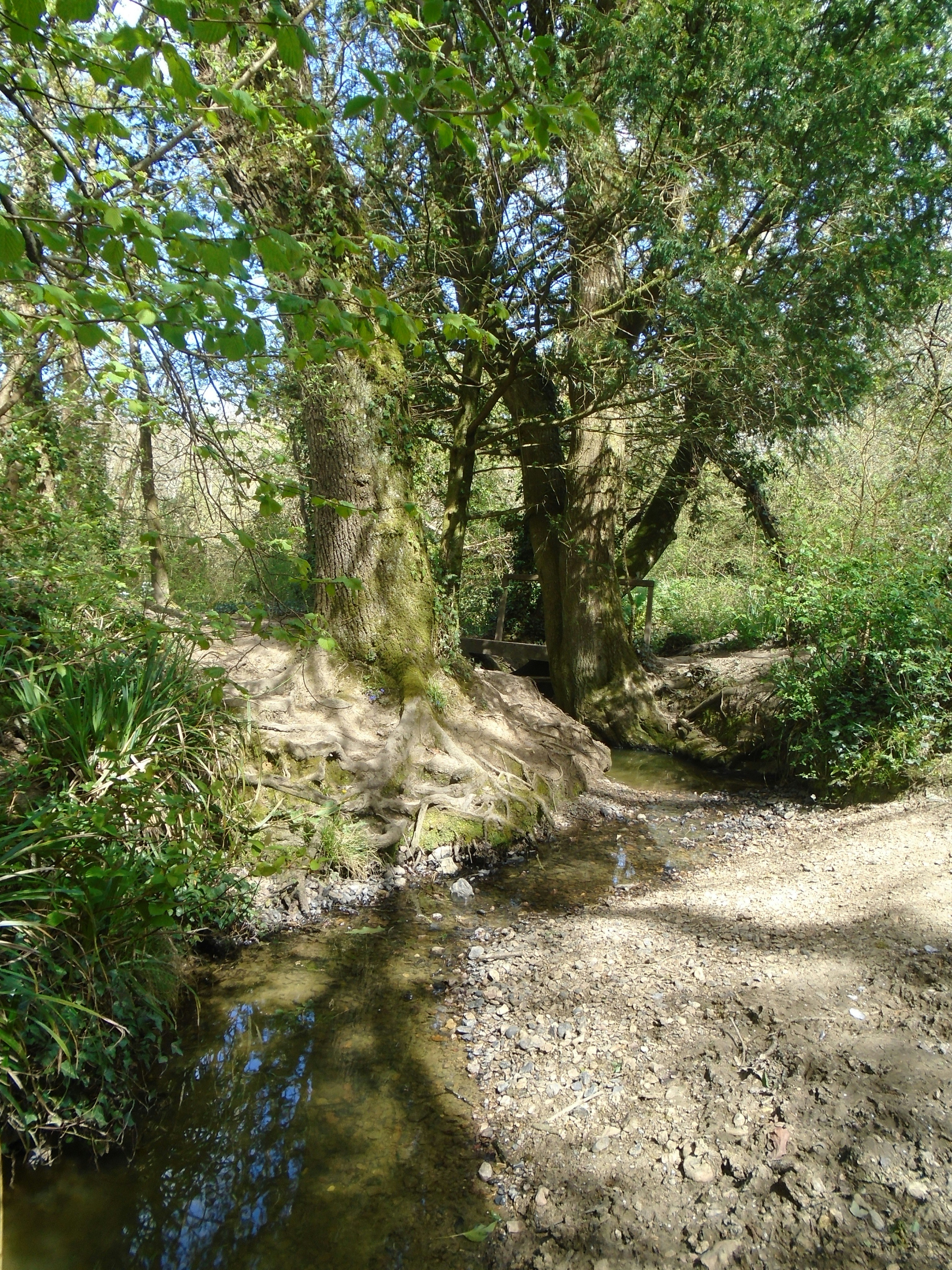 Sunlit Stream Through an Enchanted Riverside