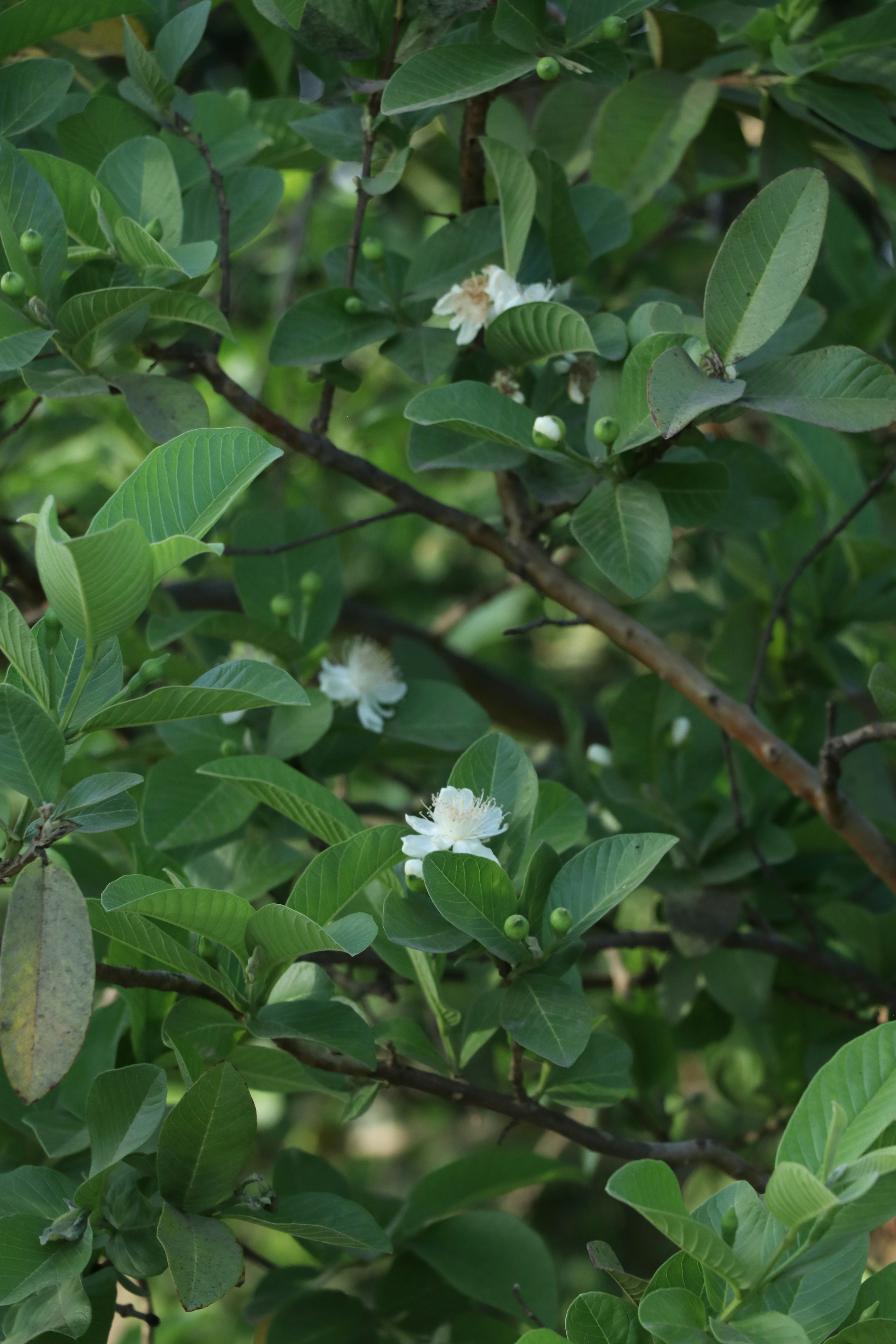 White blossoms amid evergreen foliage on a sunlit branch