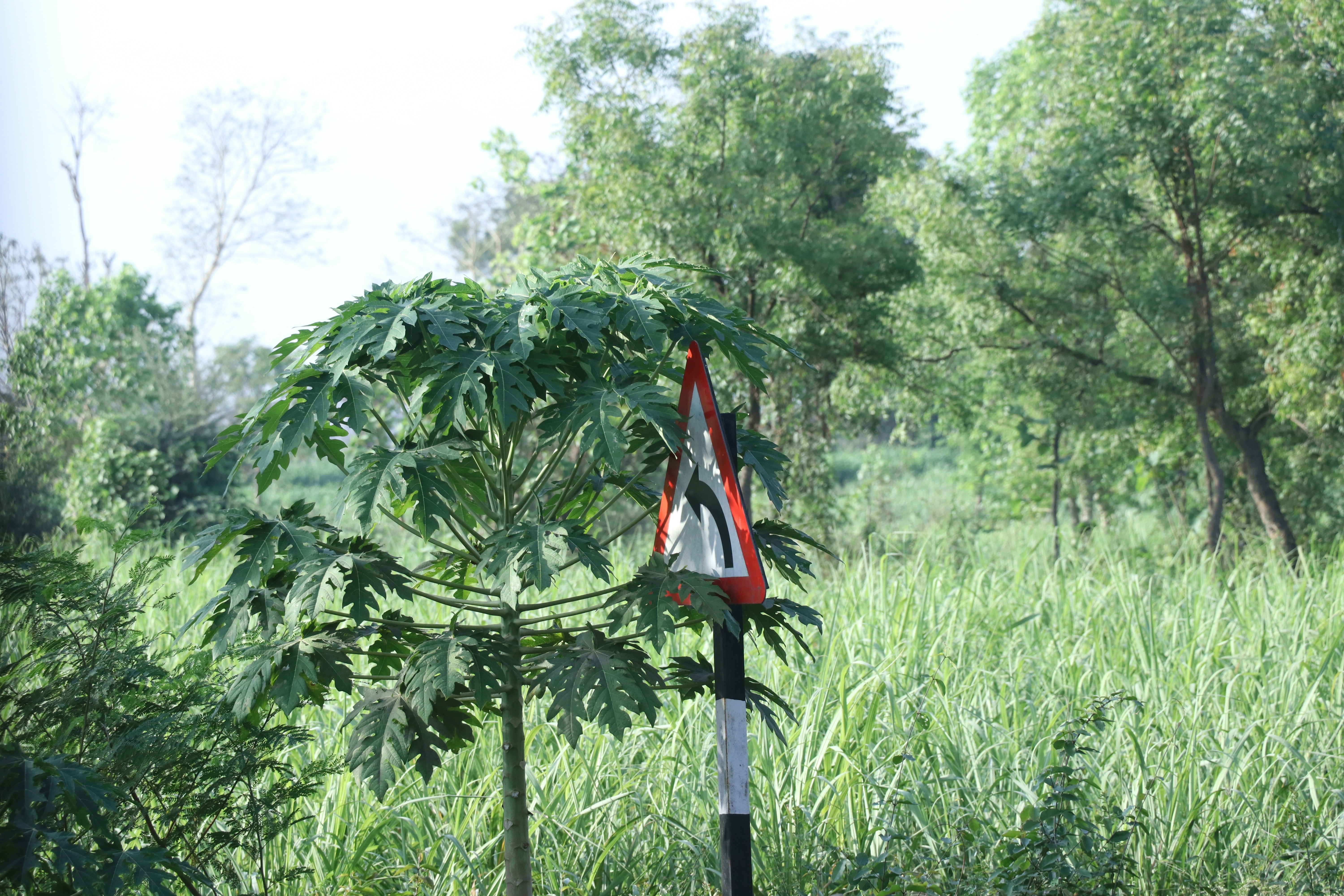 Signal in the Grass: A Small Tree Guarded by a Red-Topped Post