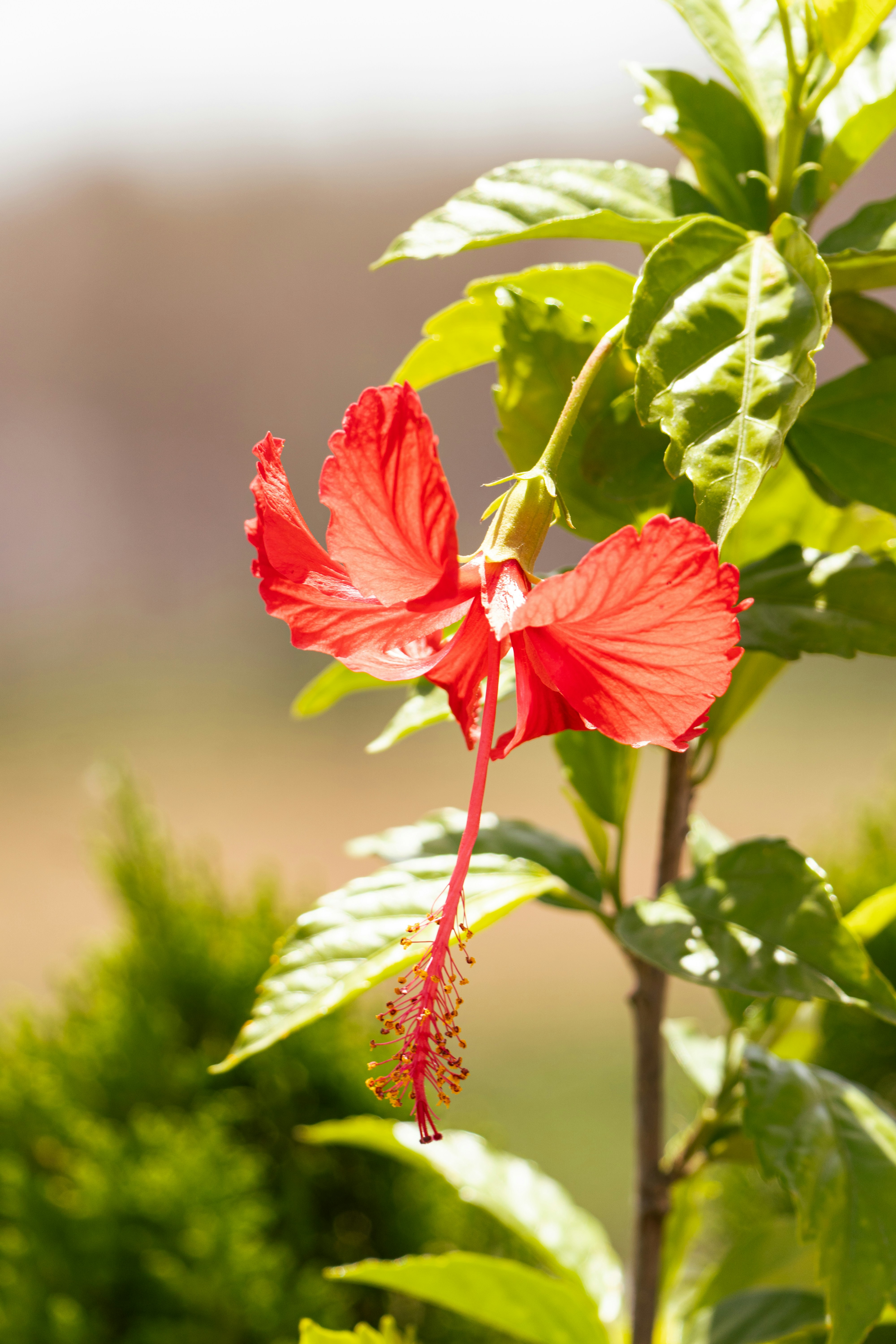 Red hibiscus bloom catching sunlight amid green tendrils