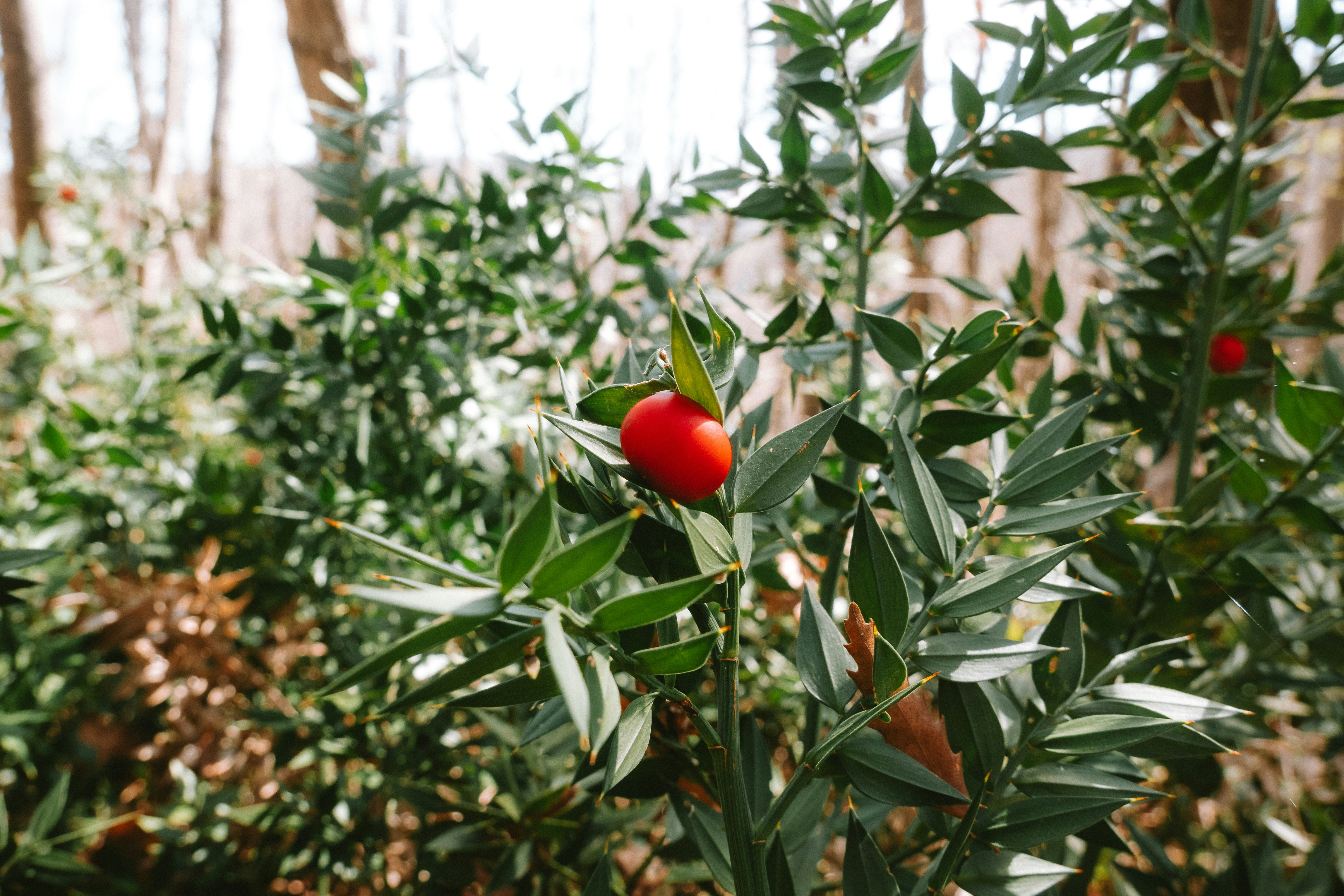 Red fruit among evergreen leaves: a close-up citrus-red berry stands out
