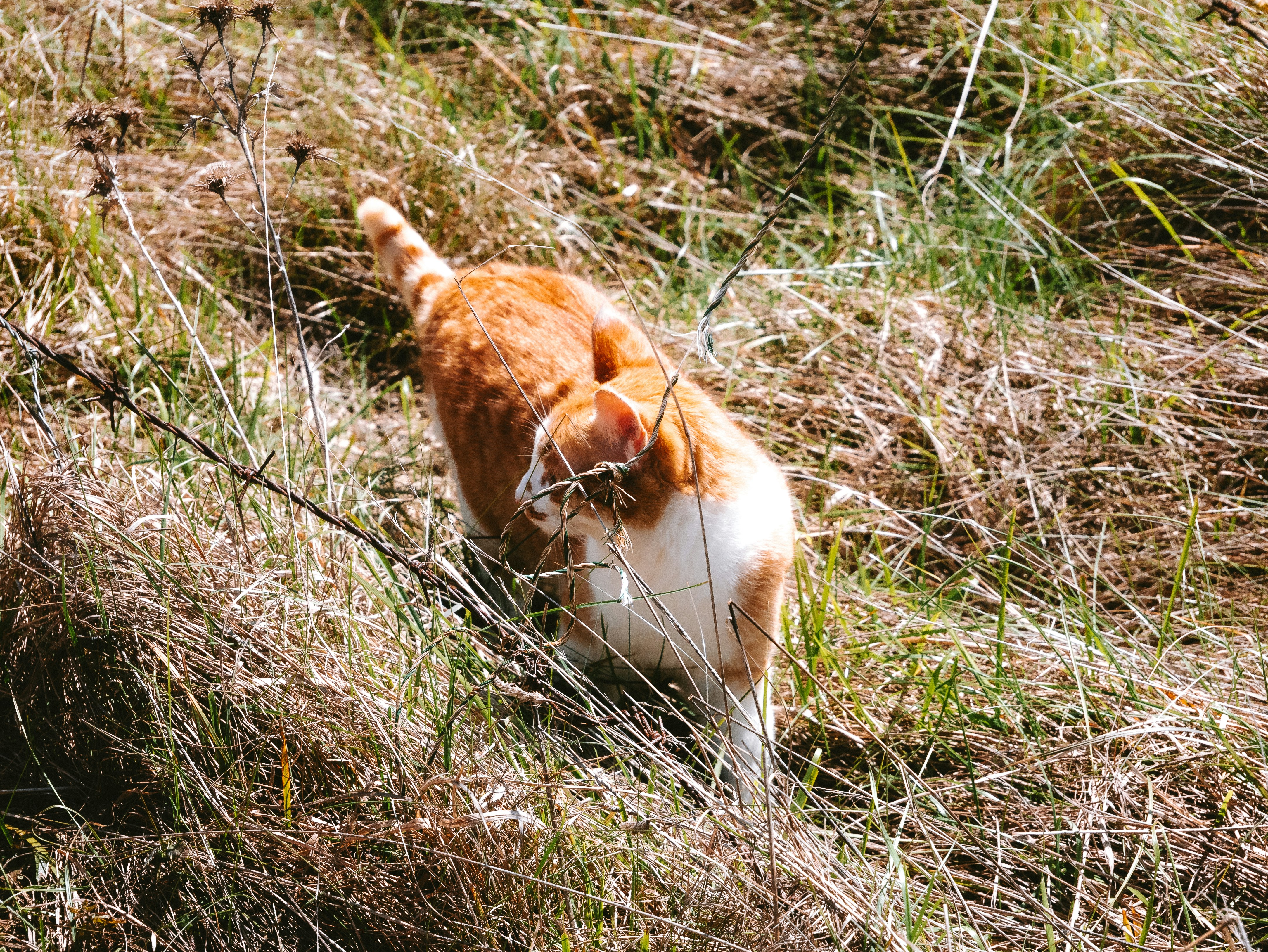 Orange Cat in Tall Grass: A Quiet Moment of Curiosity