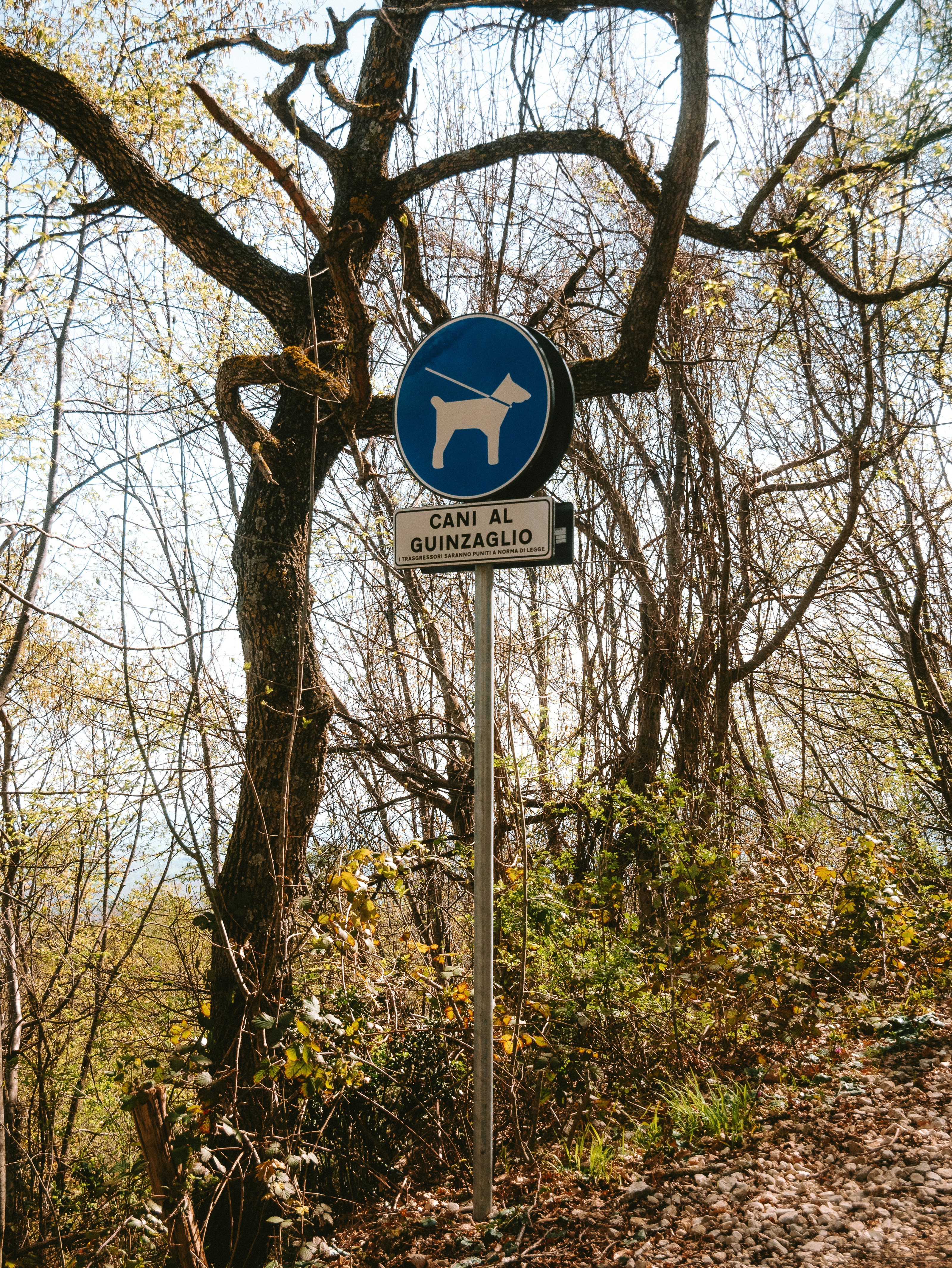 Blue Circular Dog Sign Standing Against Leafy Trail