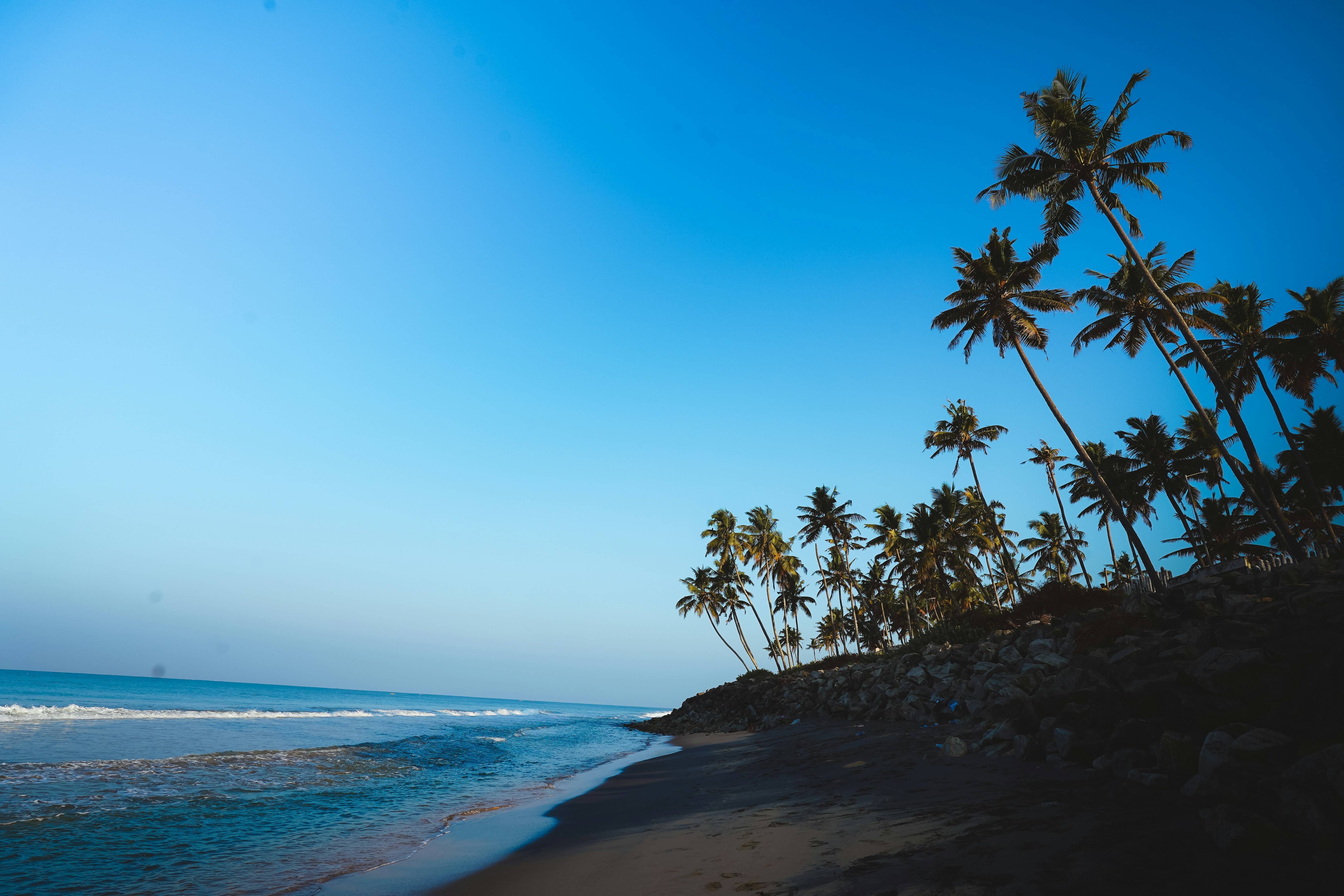 Sun-Kissed Palms Over the Quiet Shore