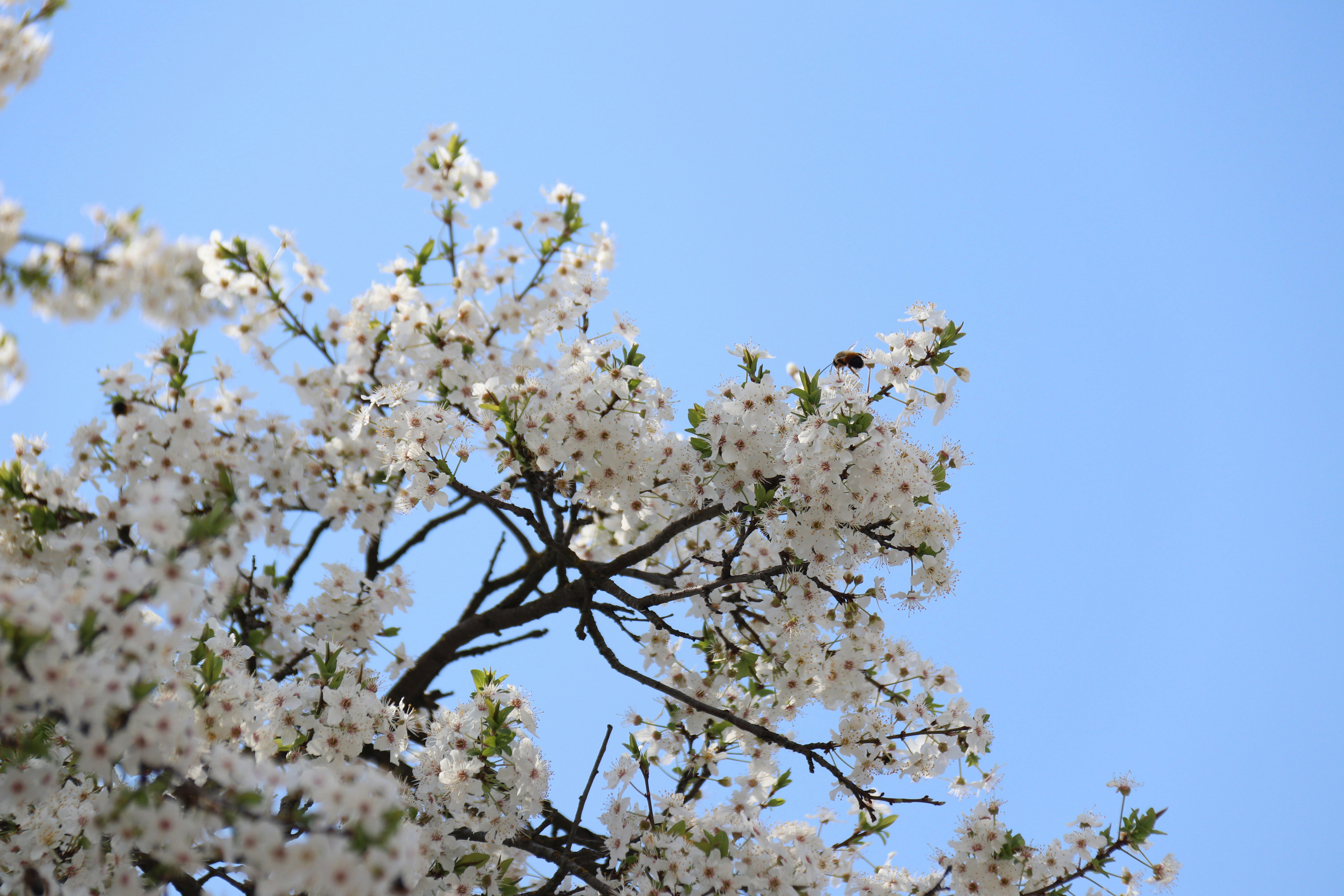 Cherry Blossom Boughs Against a Clear Sky