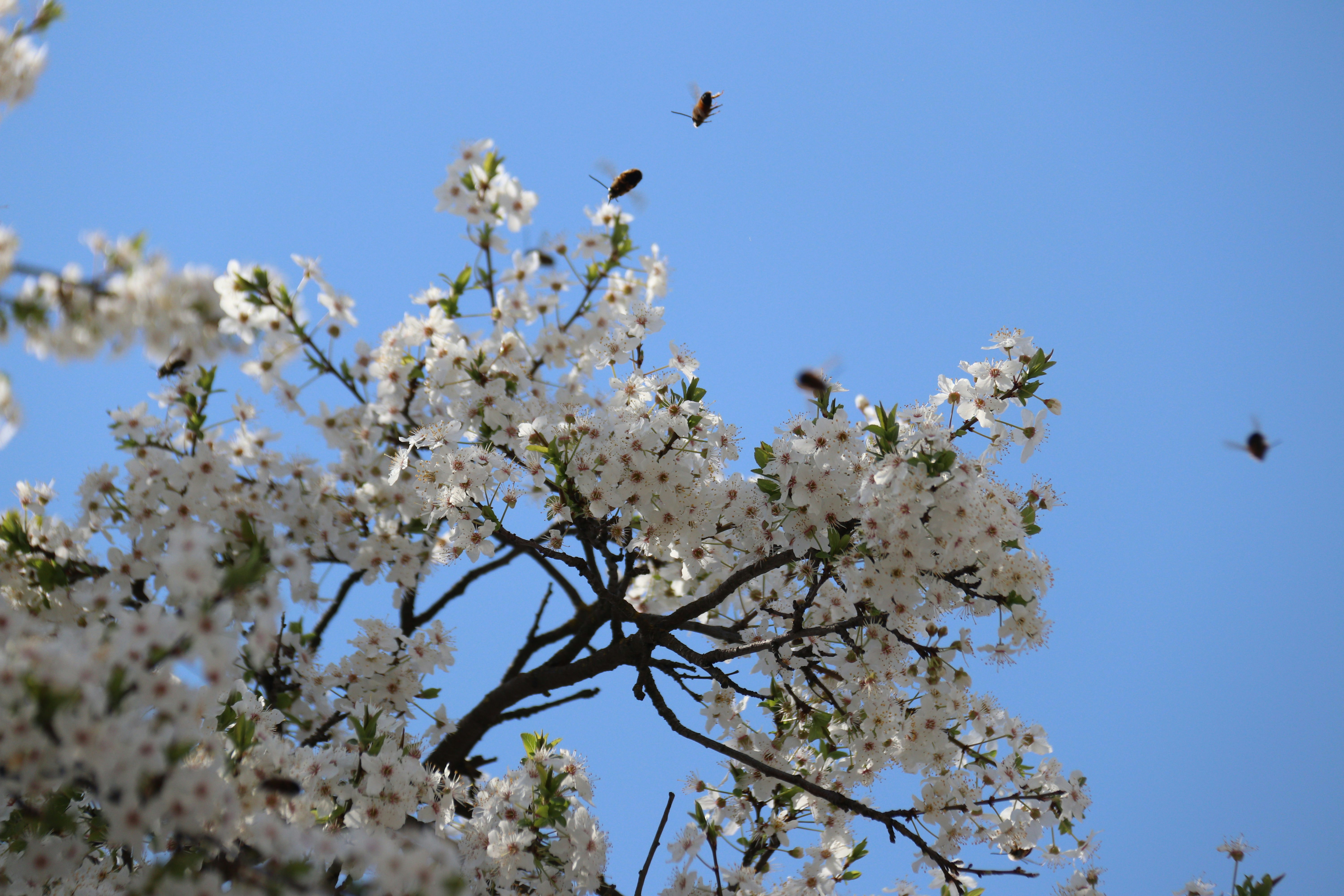 Blossoms under a Clear Sky: A Branch in Focus