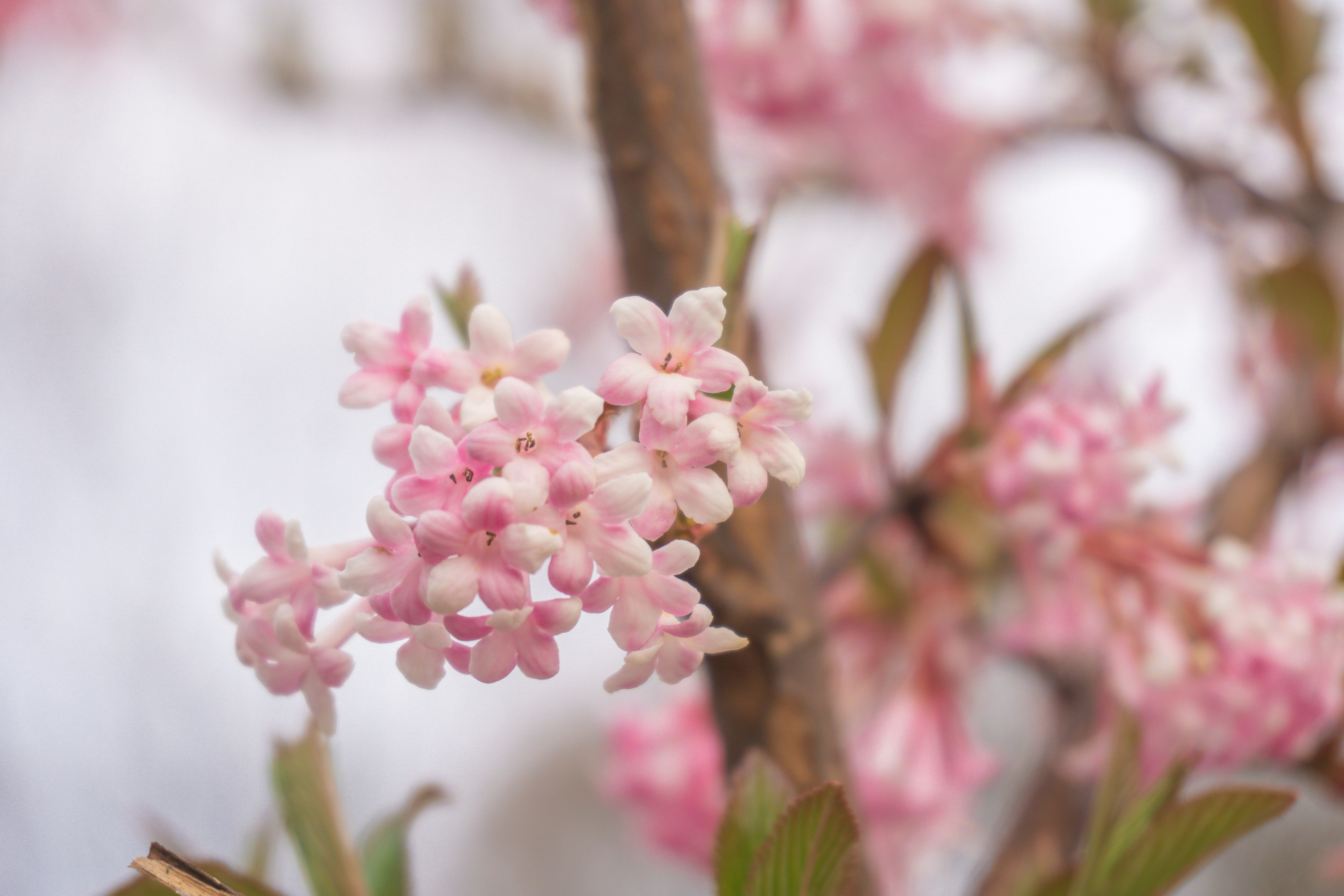 Soft Bloom: Pink Cluster on a Blurred Branch