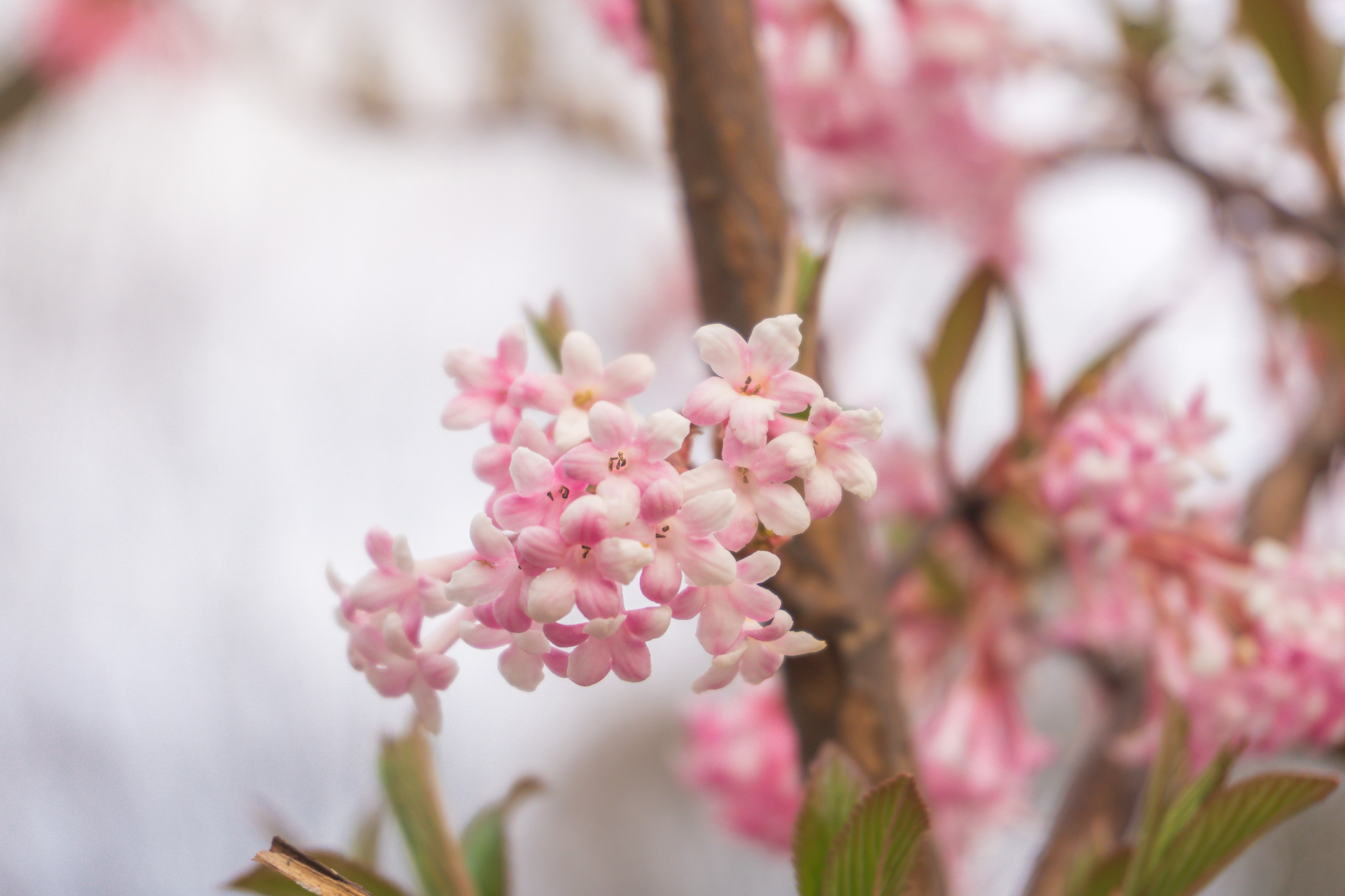 Blooming Pink Cluster: Delicate Spring Petals in Soft Focus
