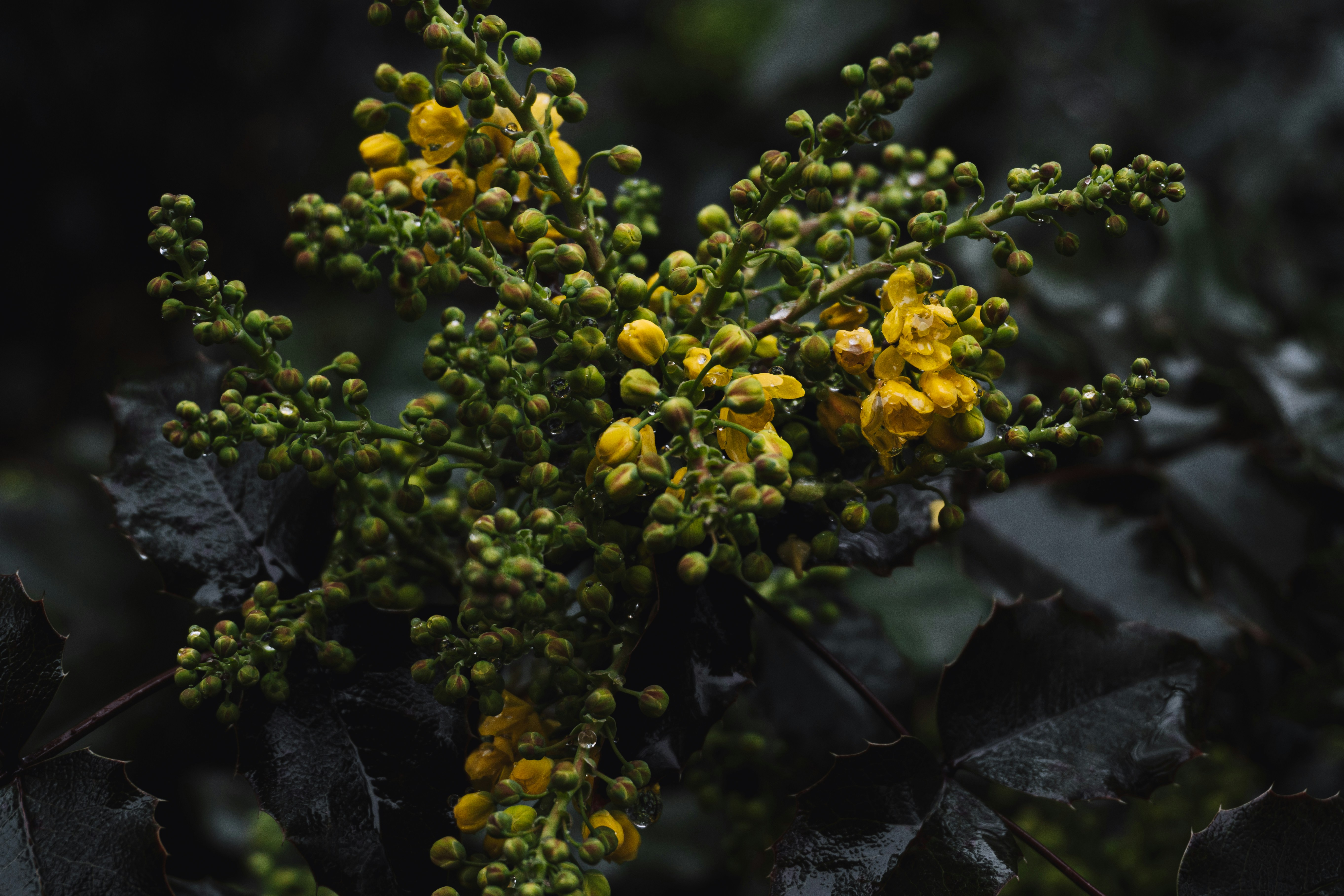 Amber Blooms in Low Light: A Close-Up of Secretive Yellow Clusters