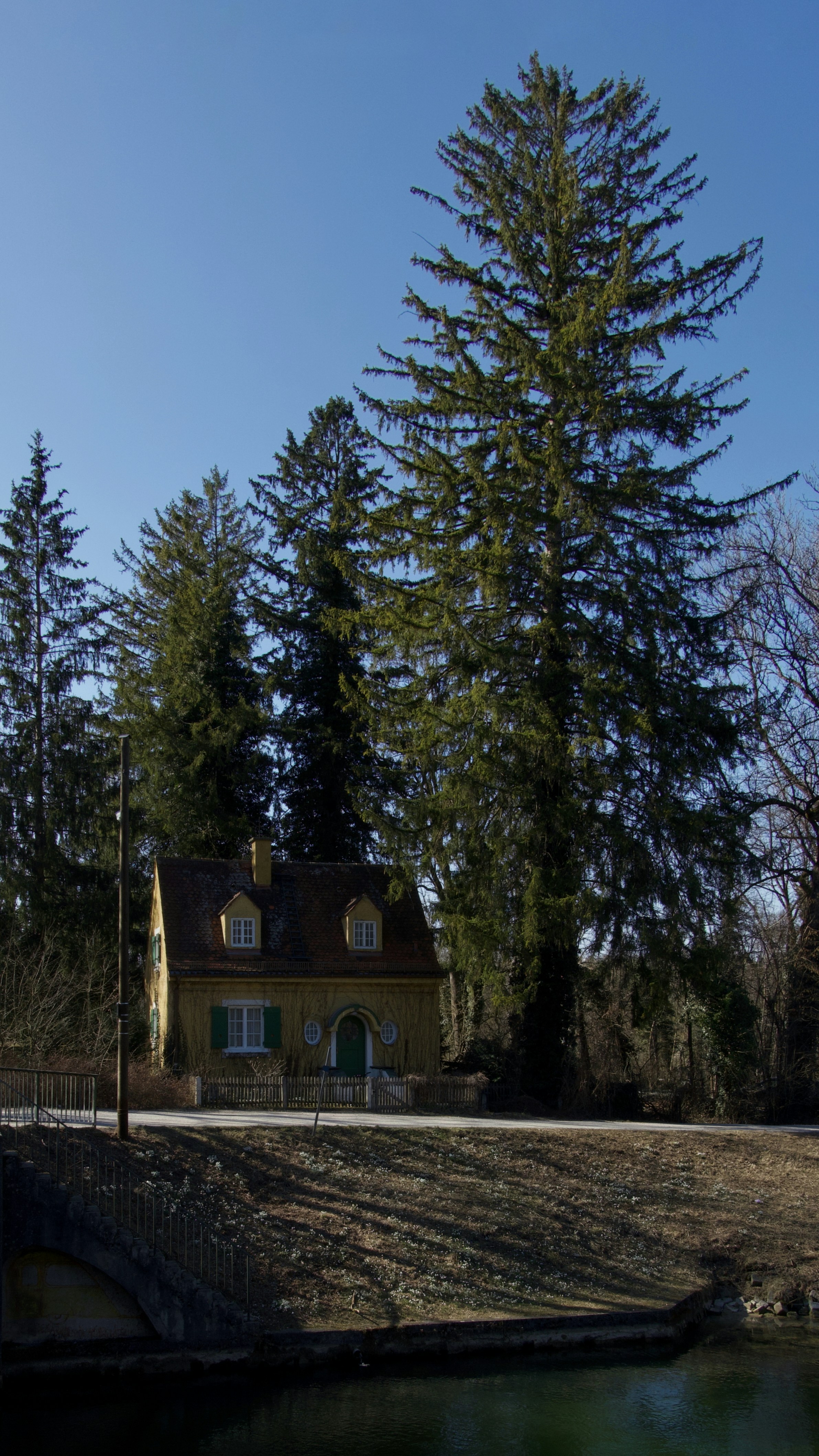 Charming Cottage Beneath a Towering Pine canopy