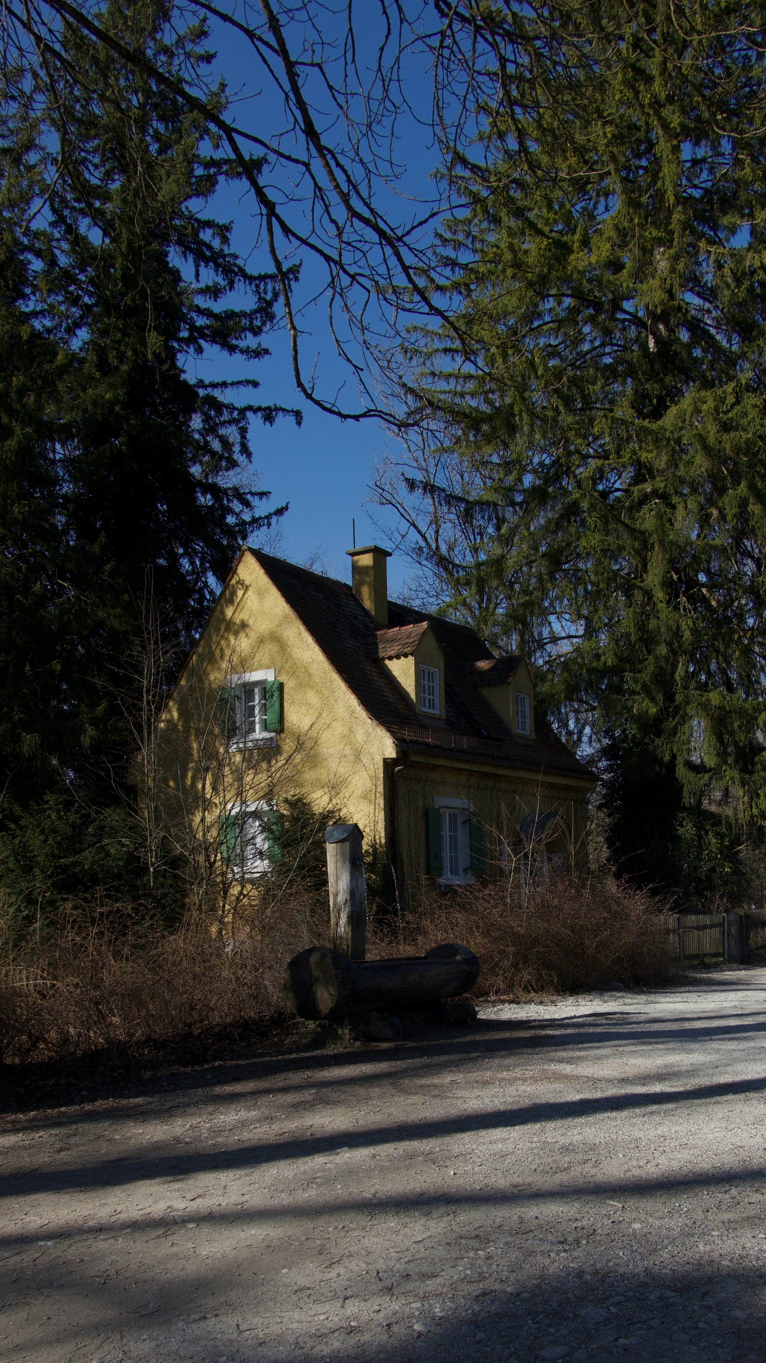 Sunlit Cottage Among Tall Pines