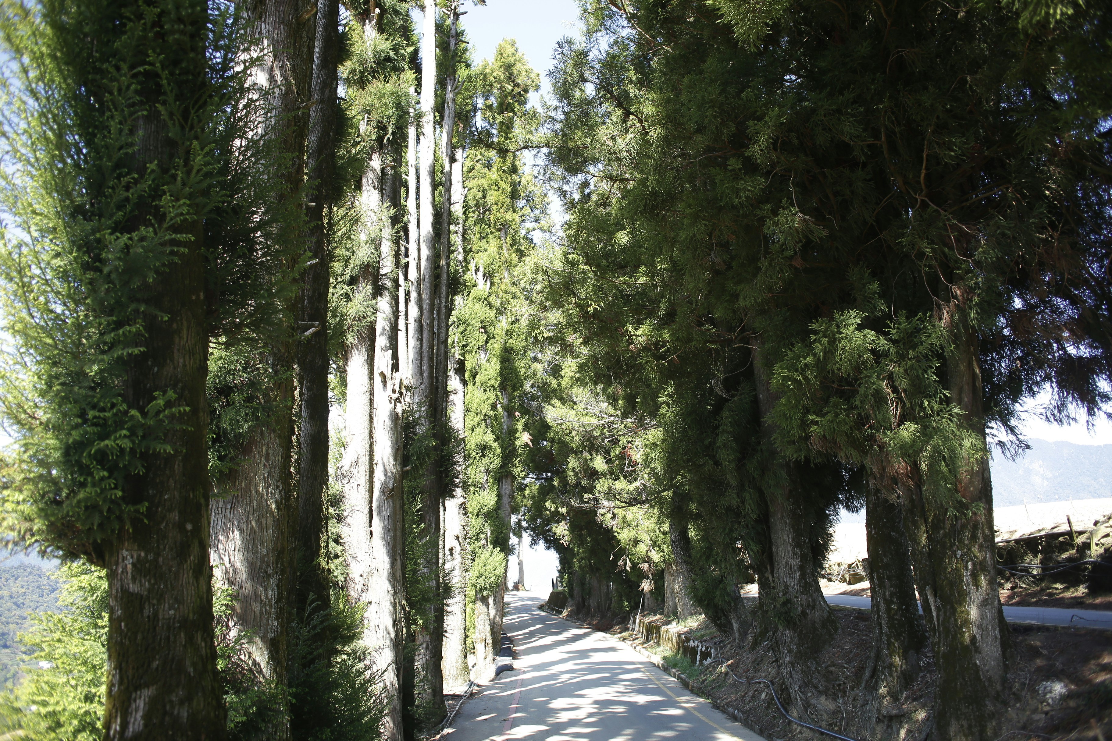 Canyon of Cedars: A Sunlit Path Through Towering Trees