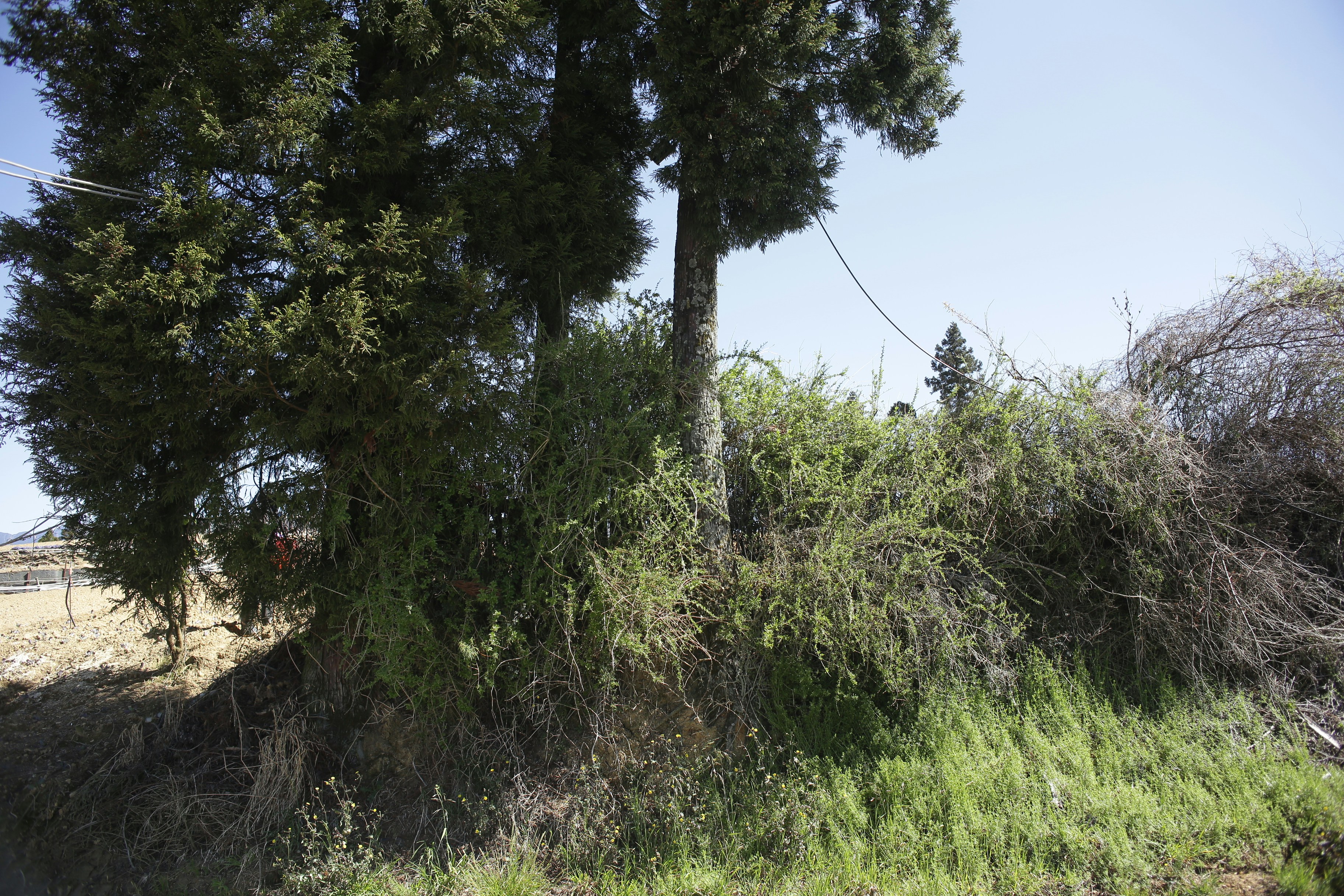 Sunlit Boundary: Overgrown Hedge Meets Tall Pine