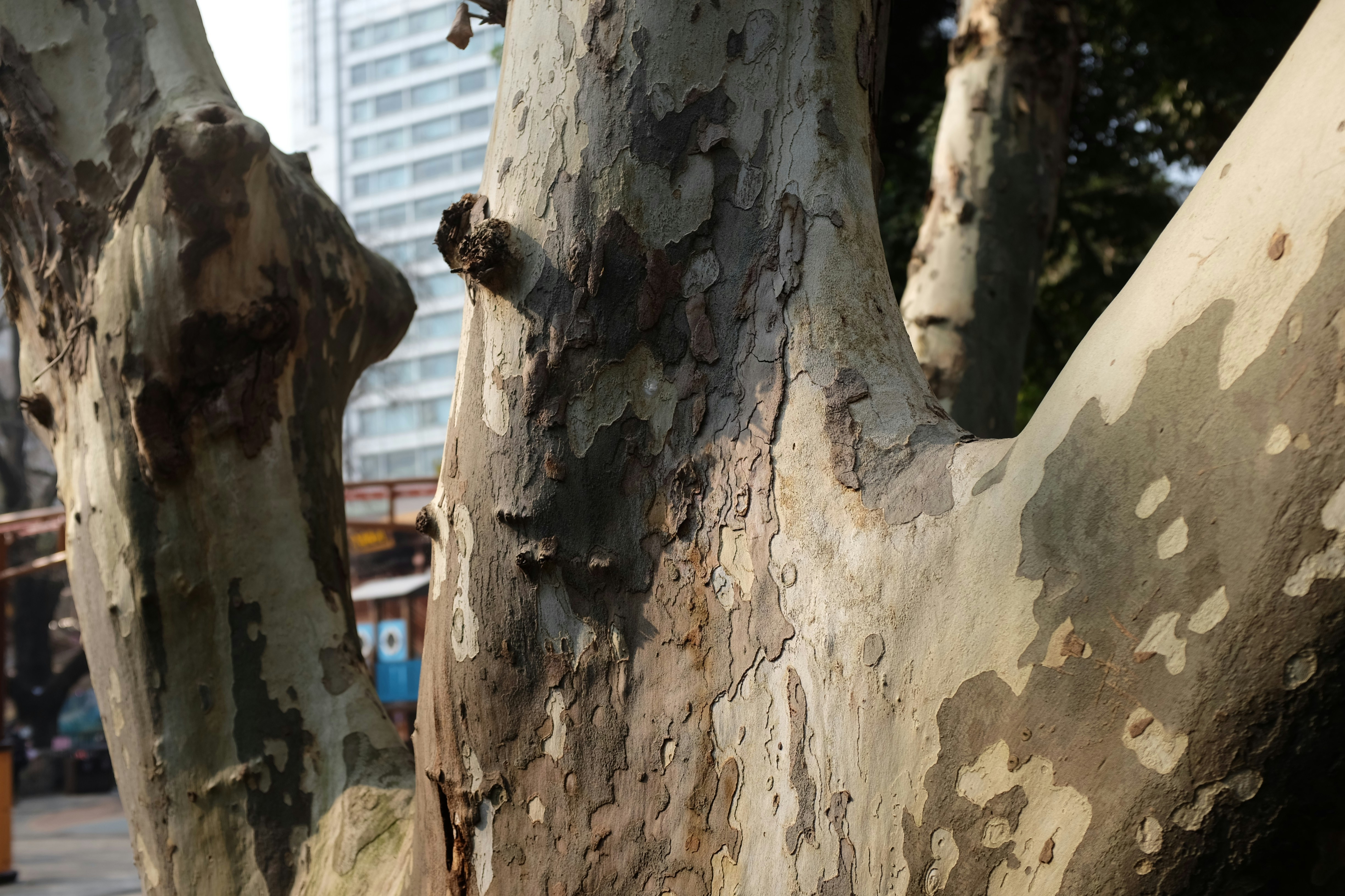 Textured Bark in an Urban Grove