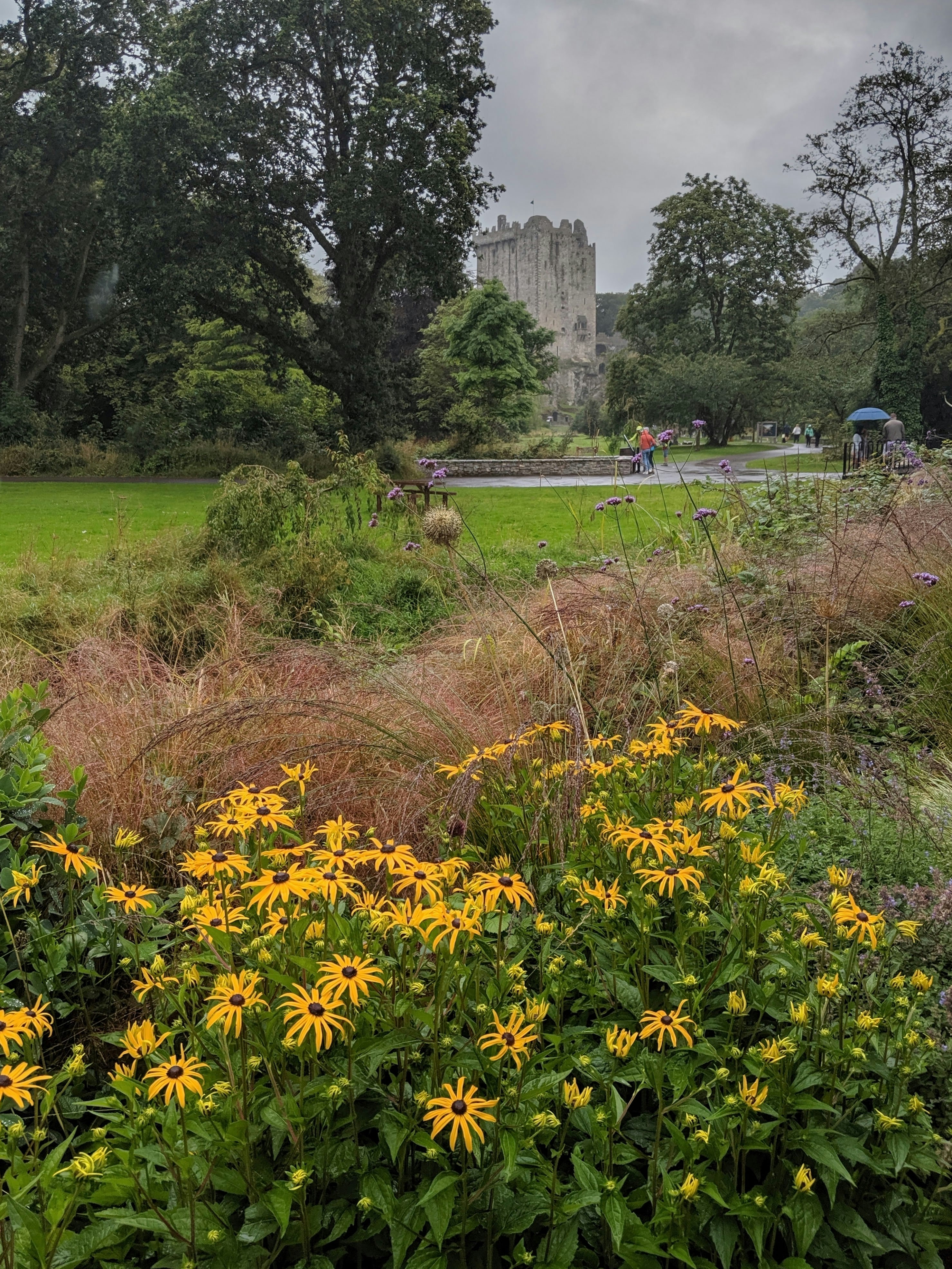Sunlit Black-Eyed Susans at the Gate to the Castle