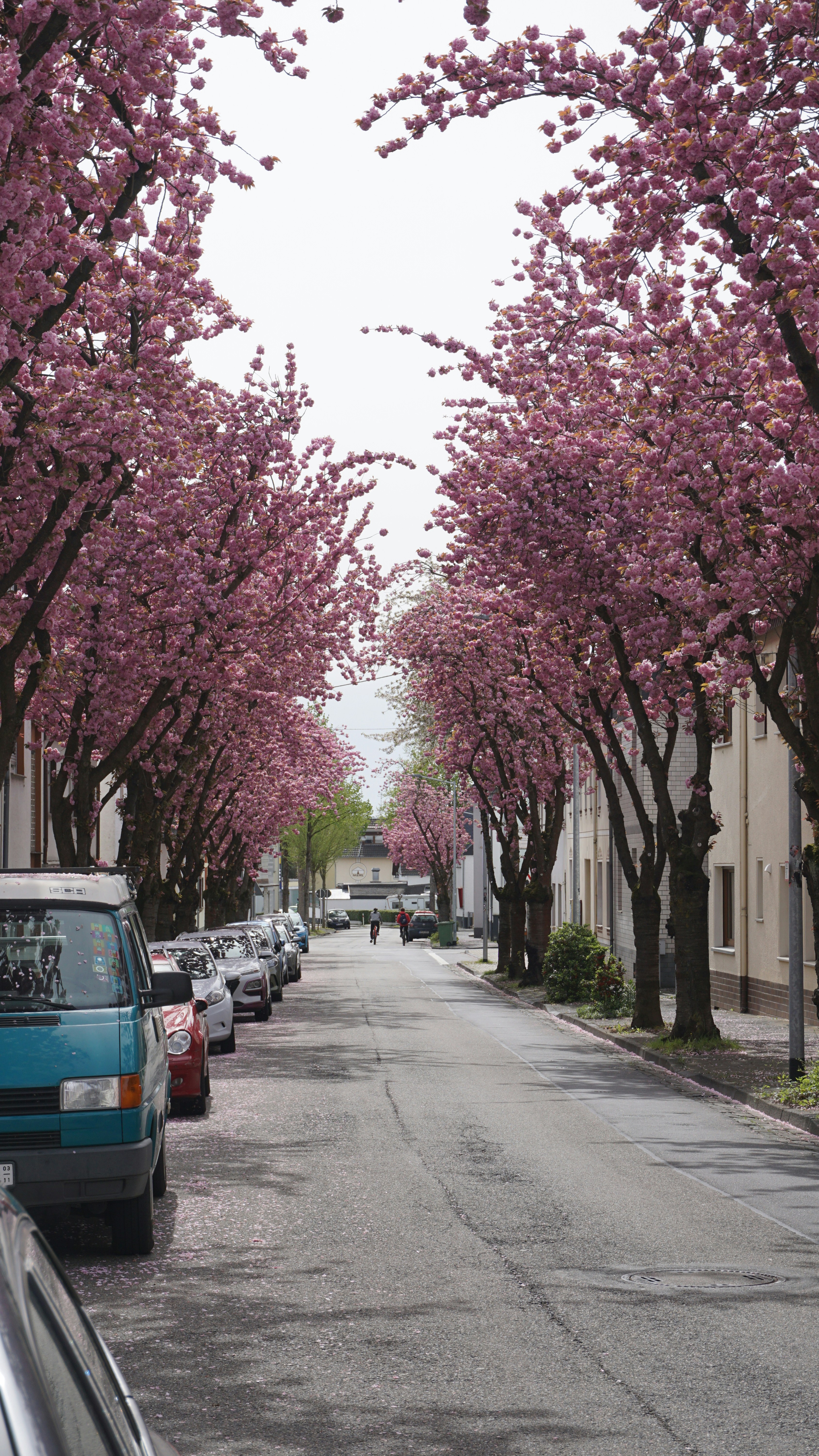 Blossom Tunnel: A Street Flanked by Pink Canopy