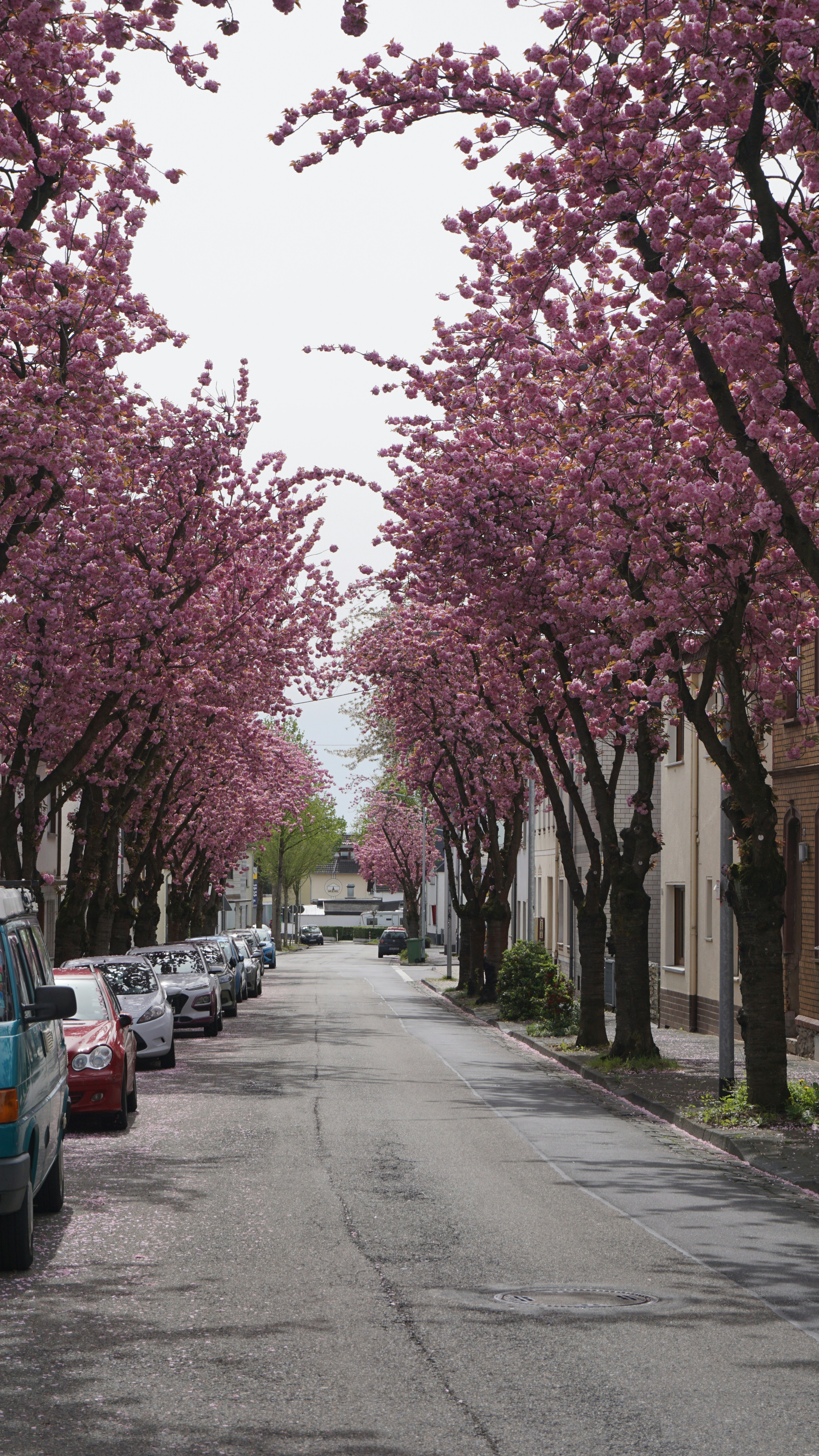 Cherry Lane in Bloom: A Street Framed by Pink-Flowered Trees