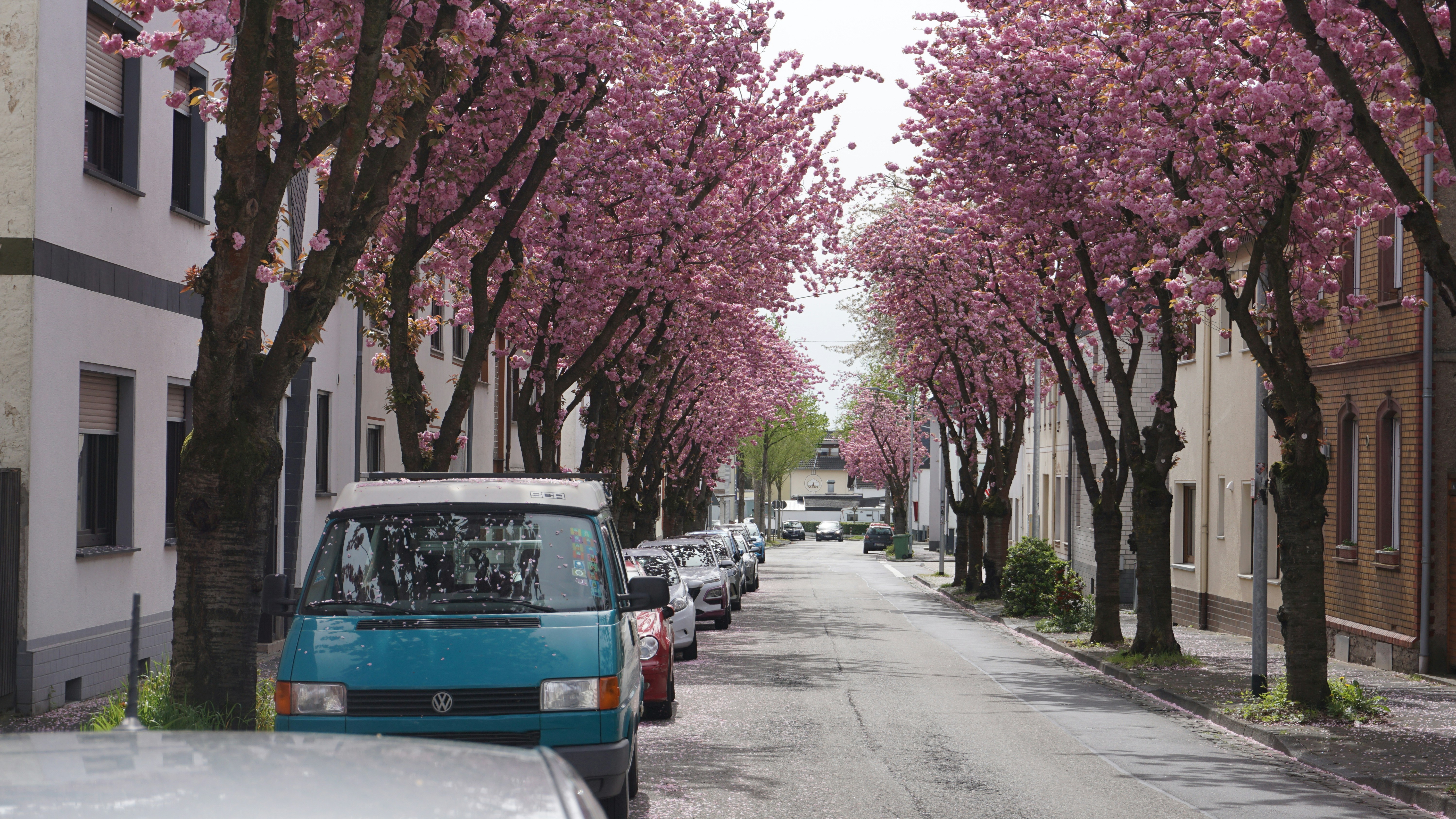 Pink Blossom Boulevard: A Quiet Street Framed by Cherry Trees