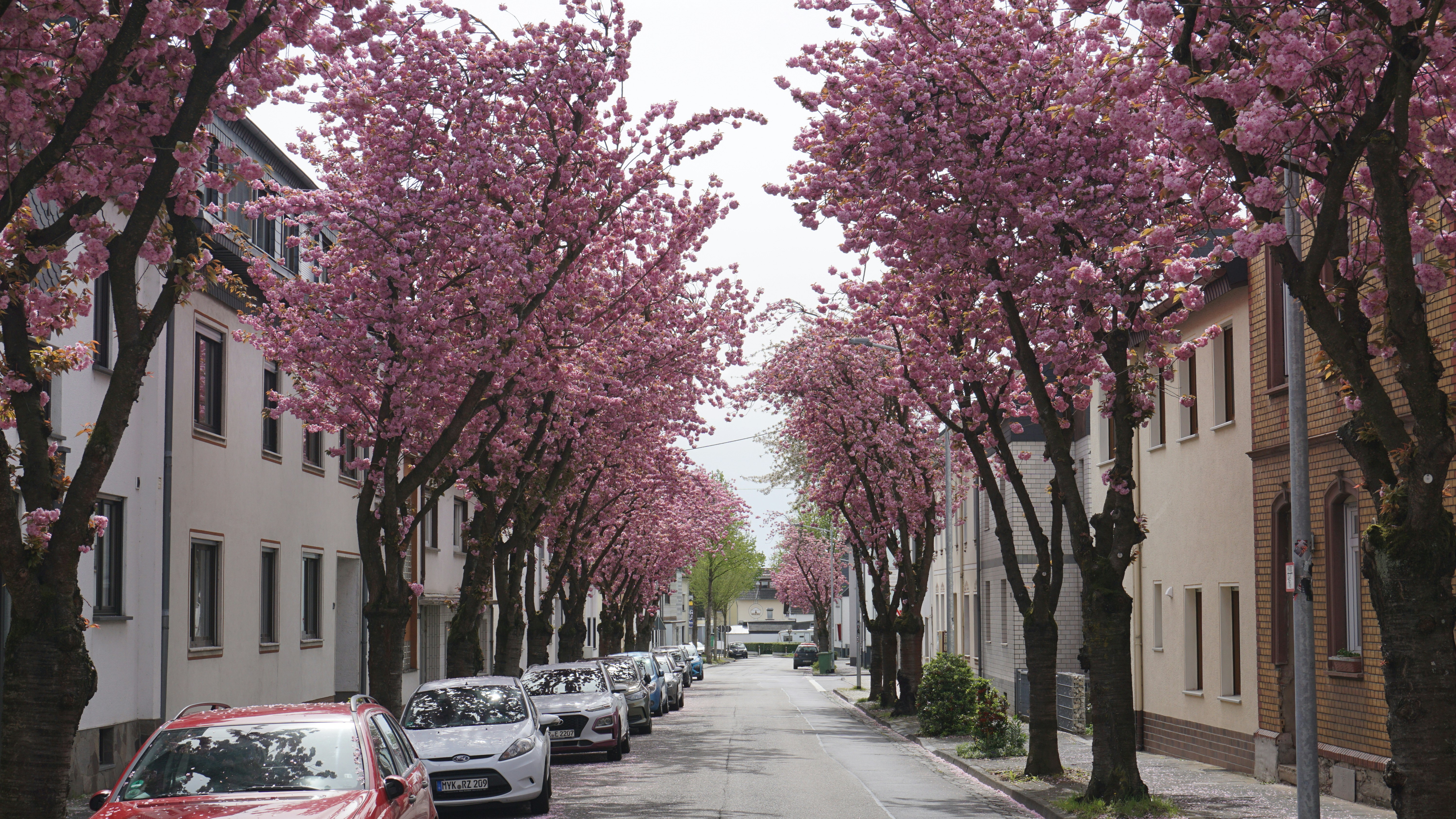 Cherry Boulevard: A Symmetry of Springtime in the Street