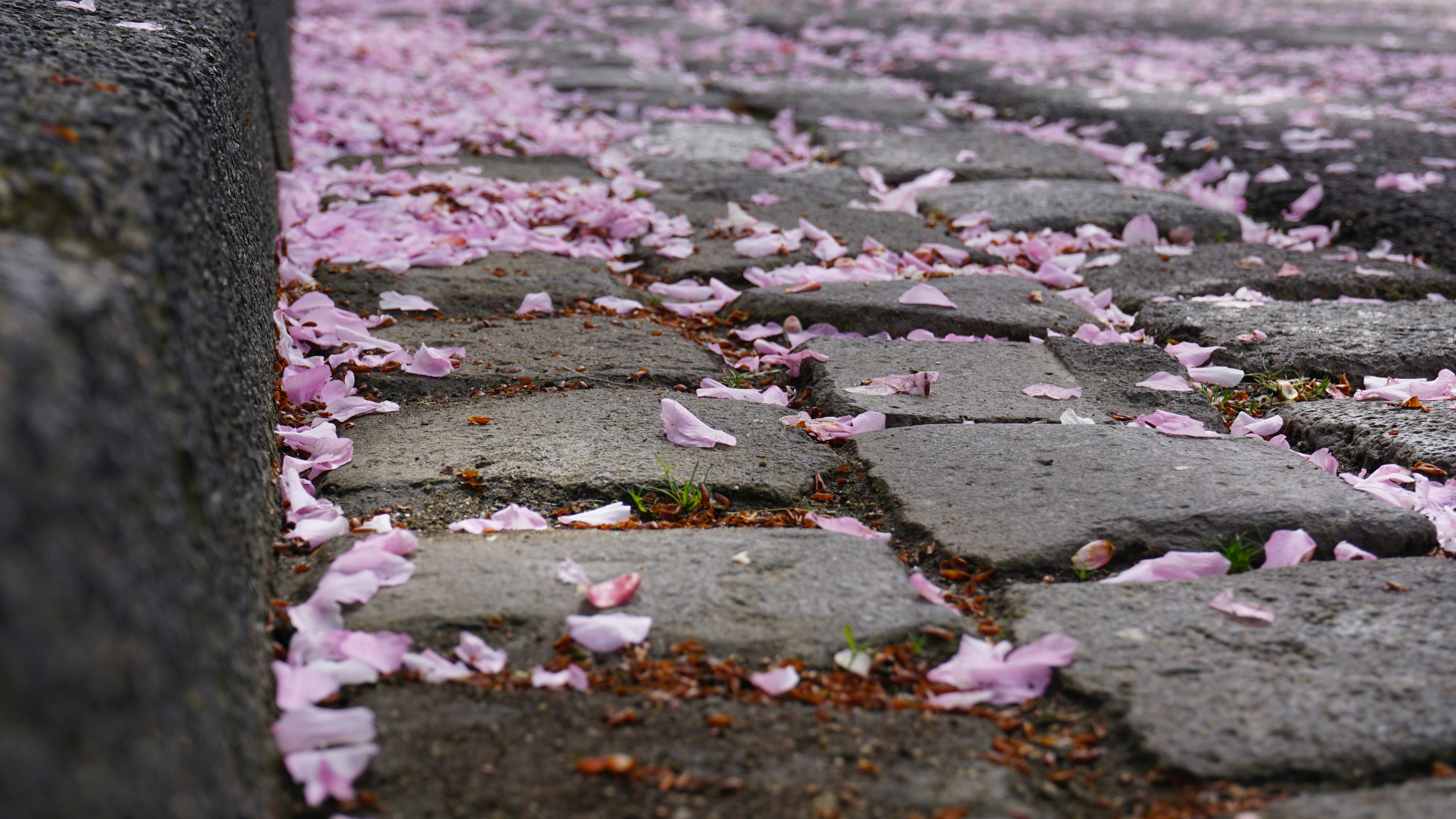 Petals on the Step: A Quiet Walk Filled with Time
