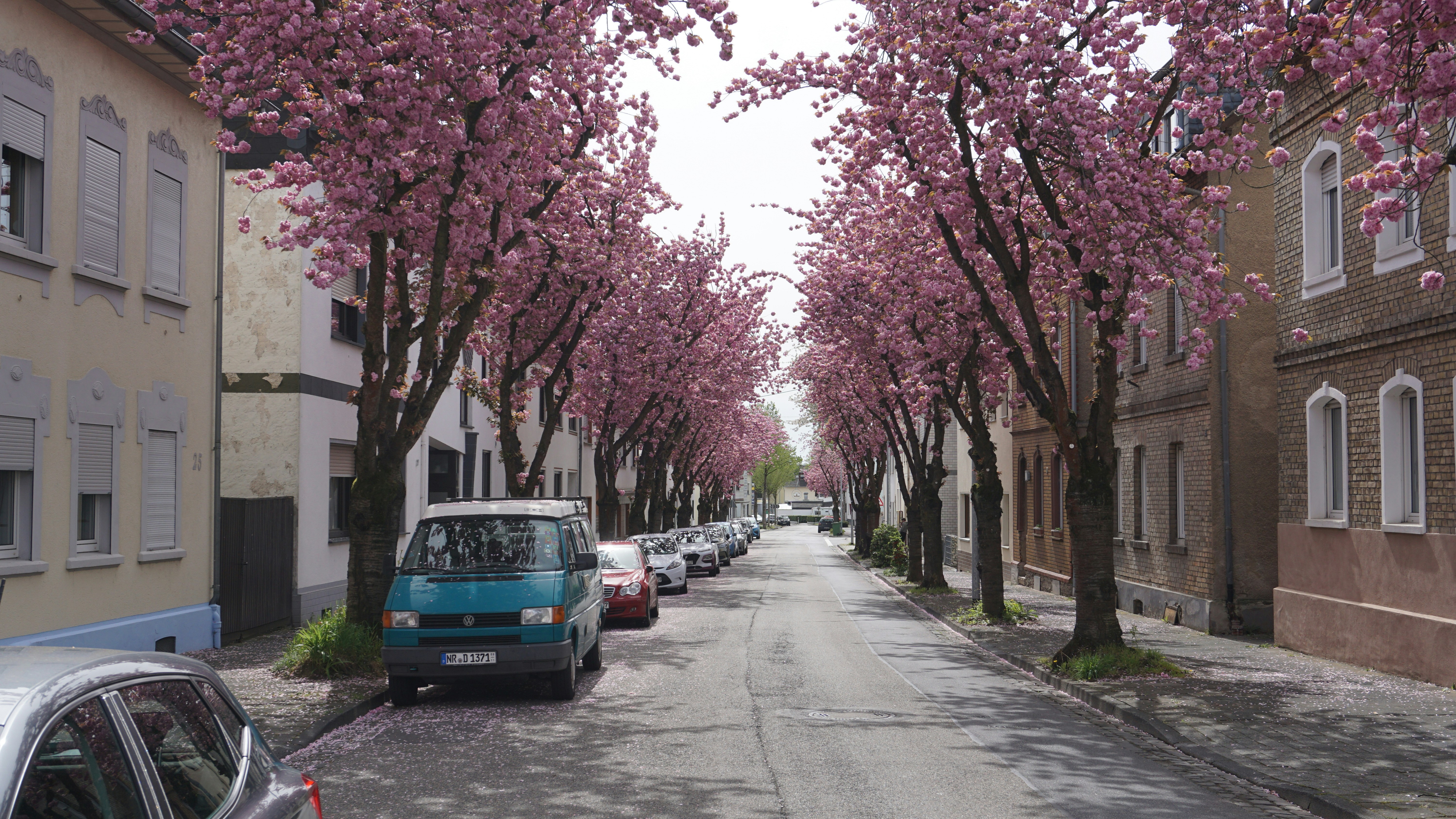 Blossomed Avenue: A Quiet City Lane in Bloom