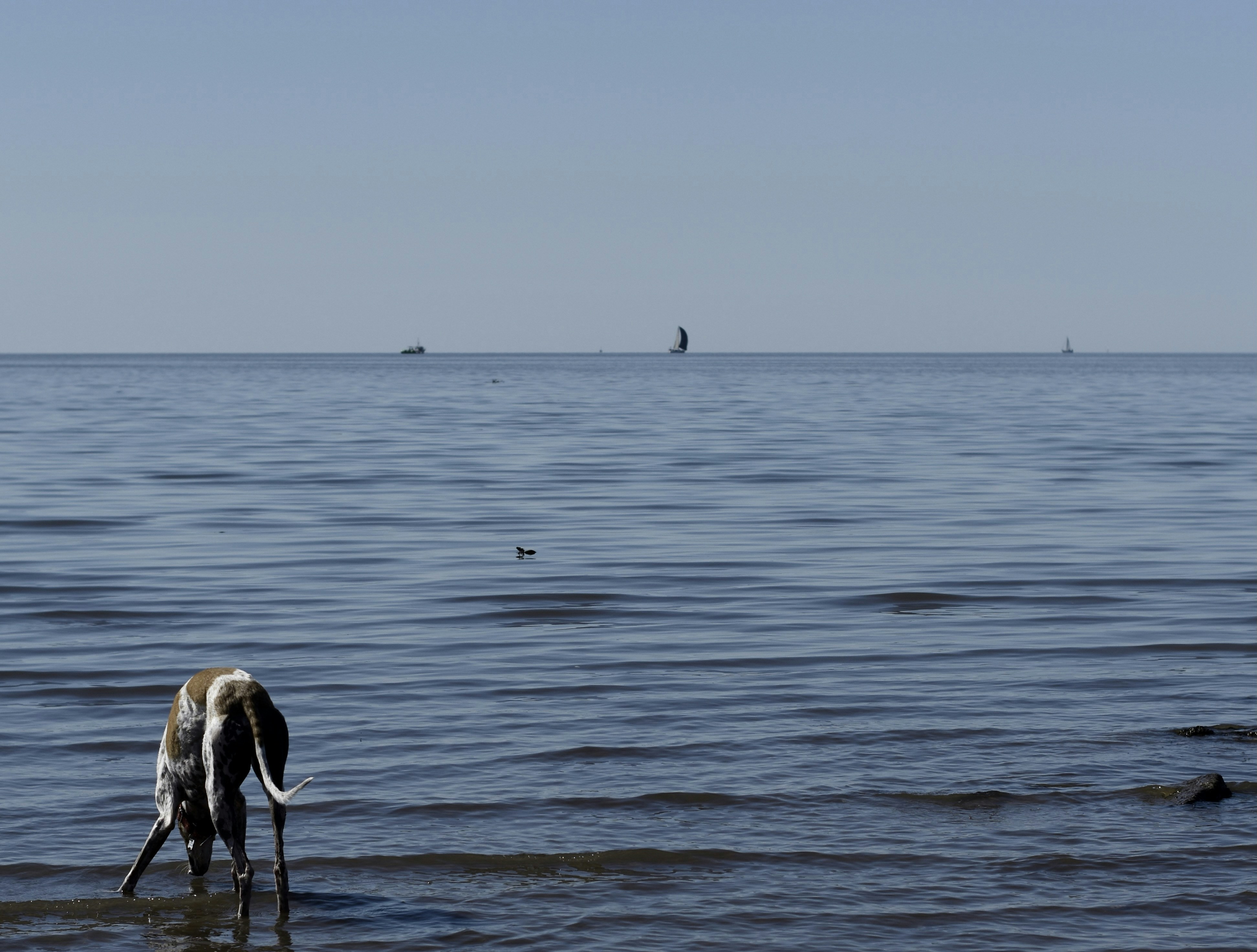 Low Tide, Lone Pelican: A Quiet Shoreline Moment