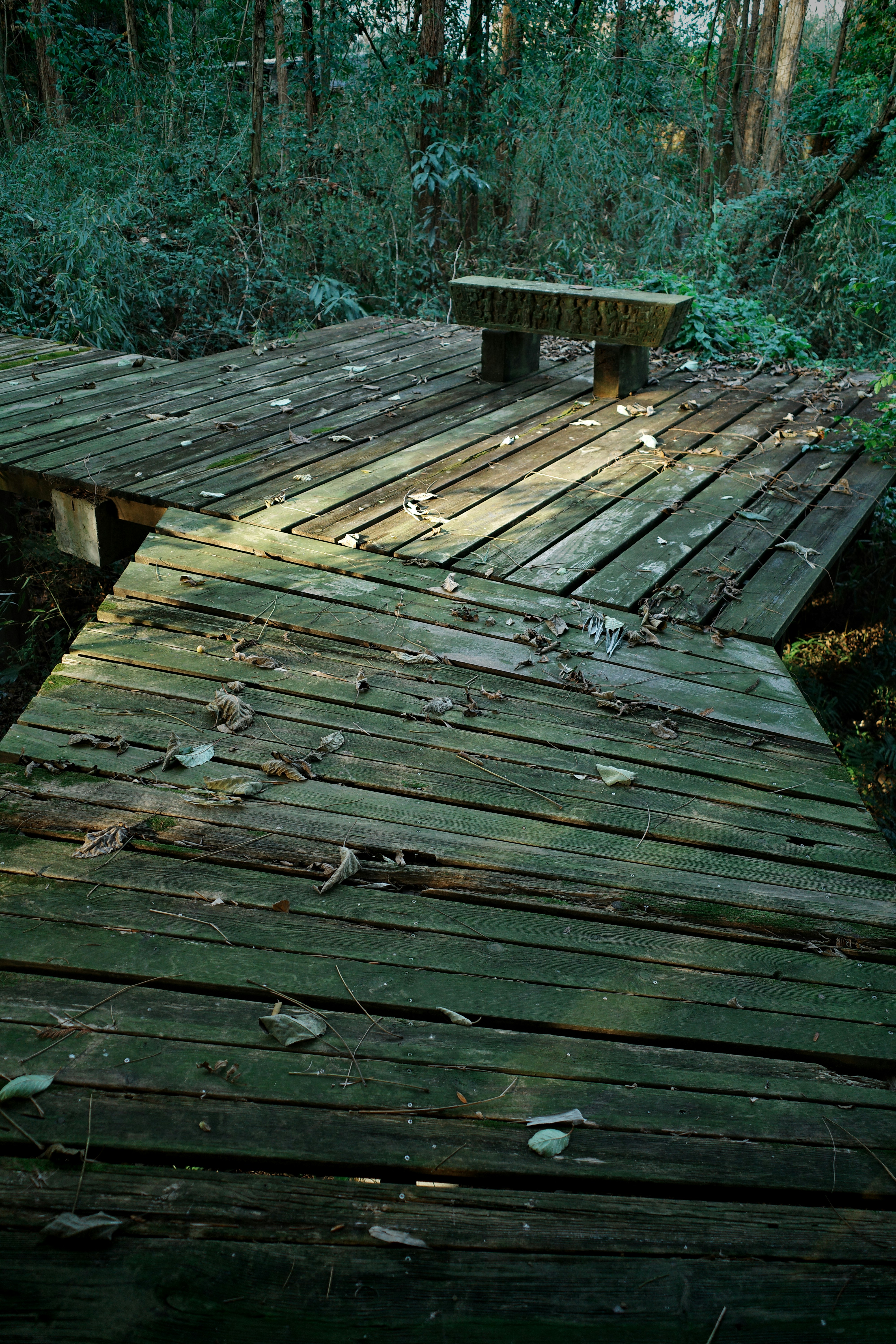 Weathered wooden boardwalk into a shadowed woodland