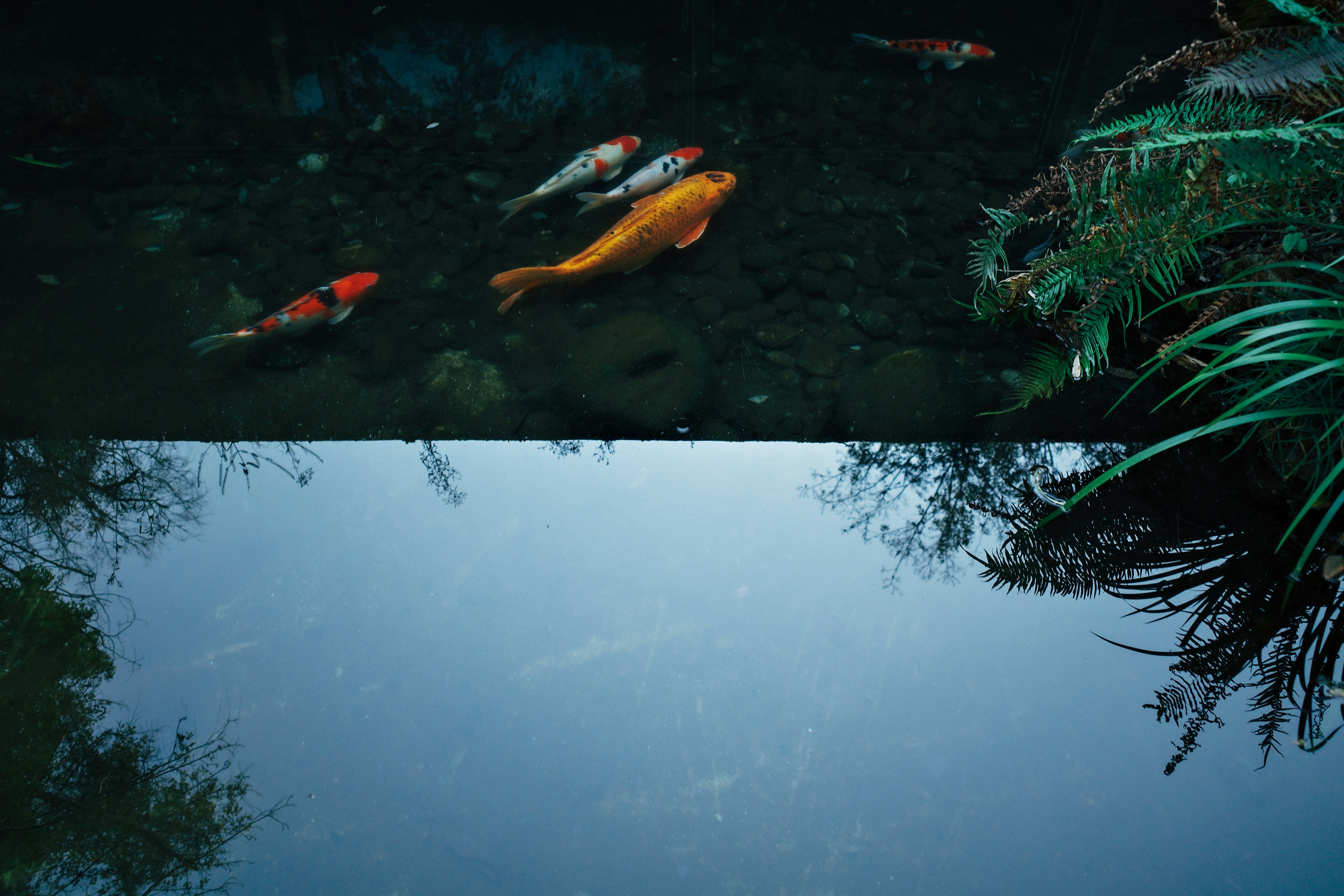 Koi Over the Glass: Silent Inverted Pond