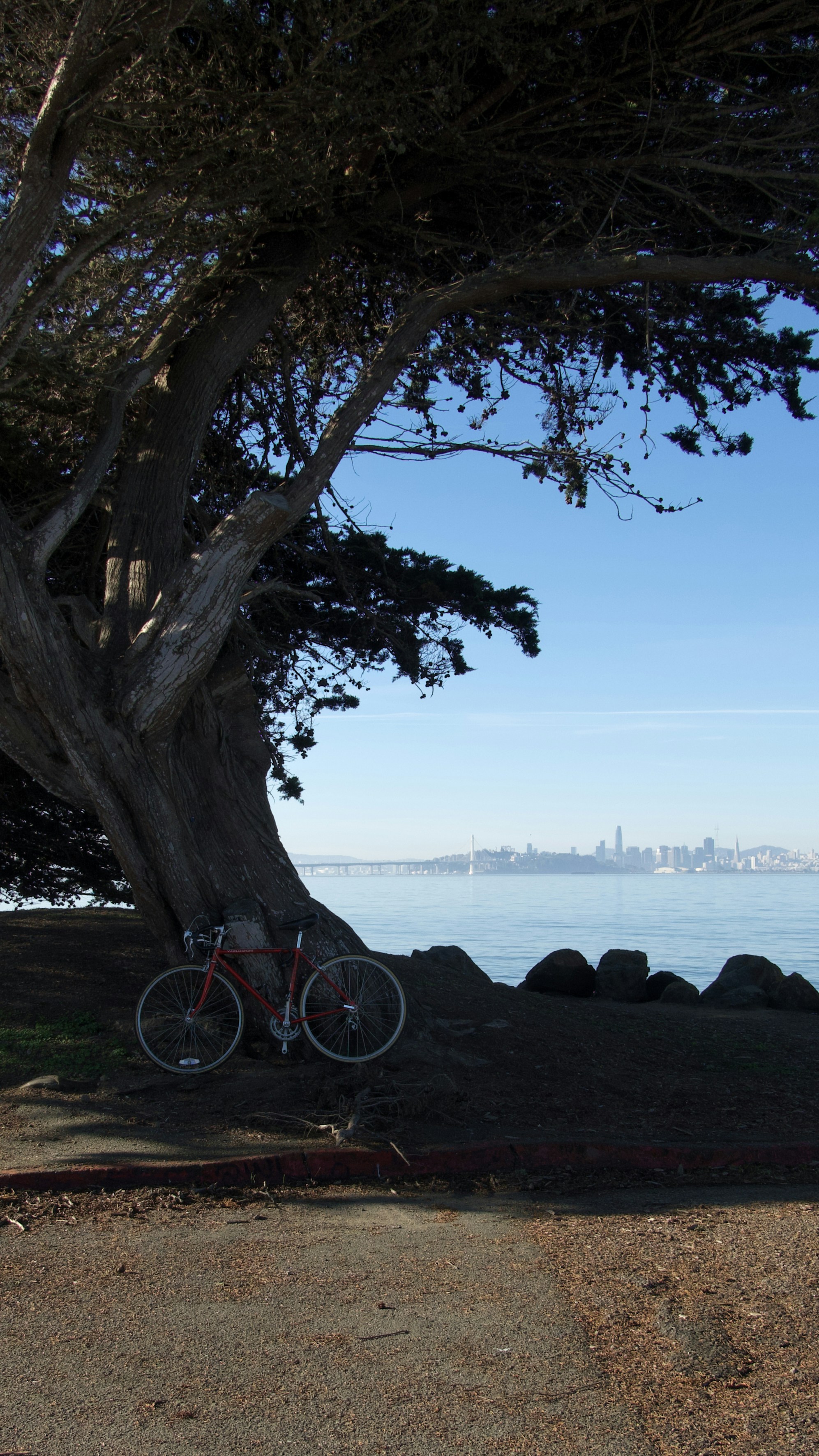 Shadows by the Shore: A Red Bicycle Beneath a Majestic Tree