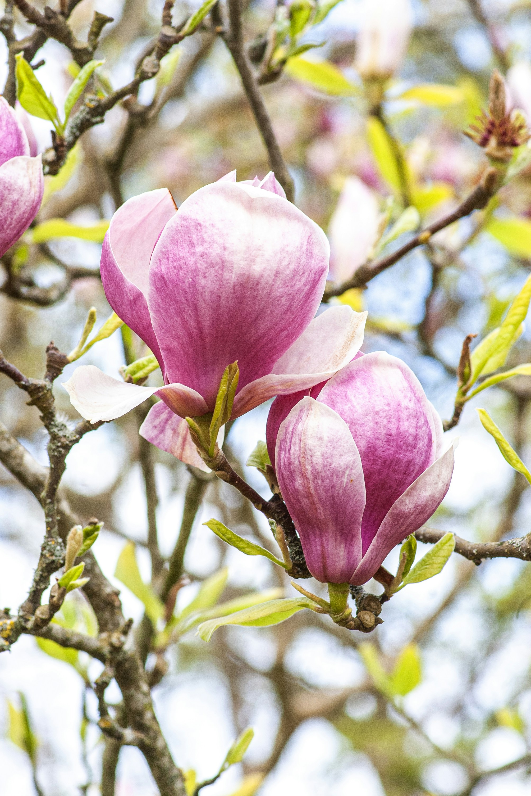 Pink Magnolia Bloom Framed by Twigs in Spring Light