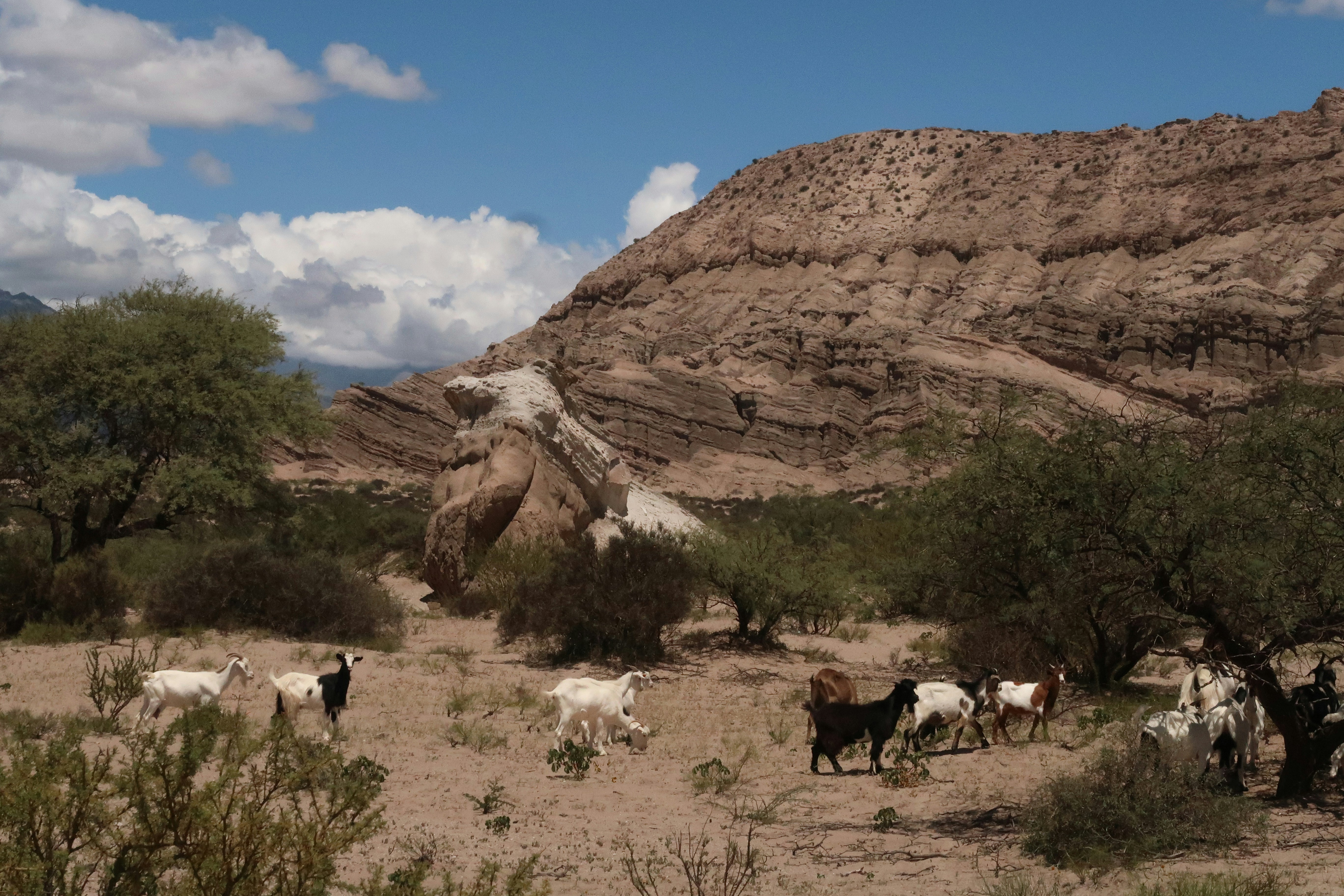 Cattle at the Weathered Basalt Hills