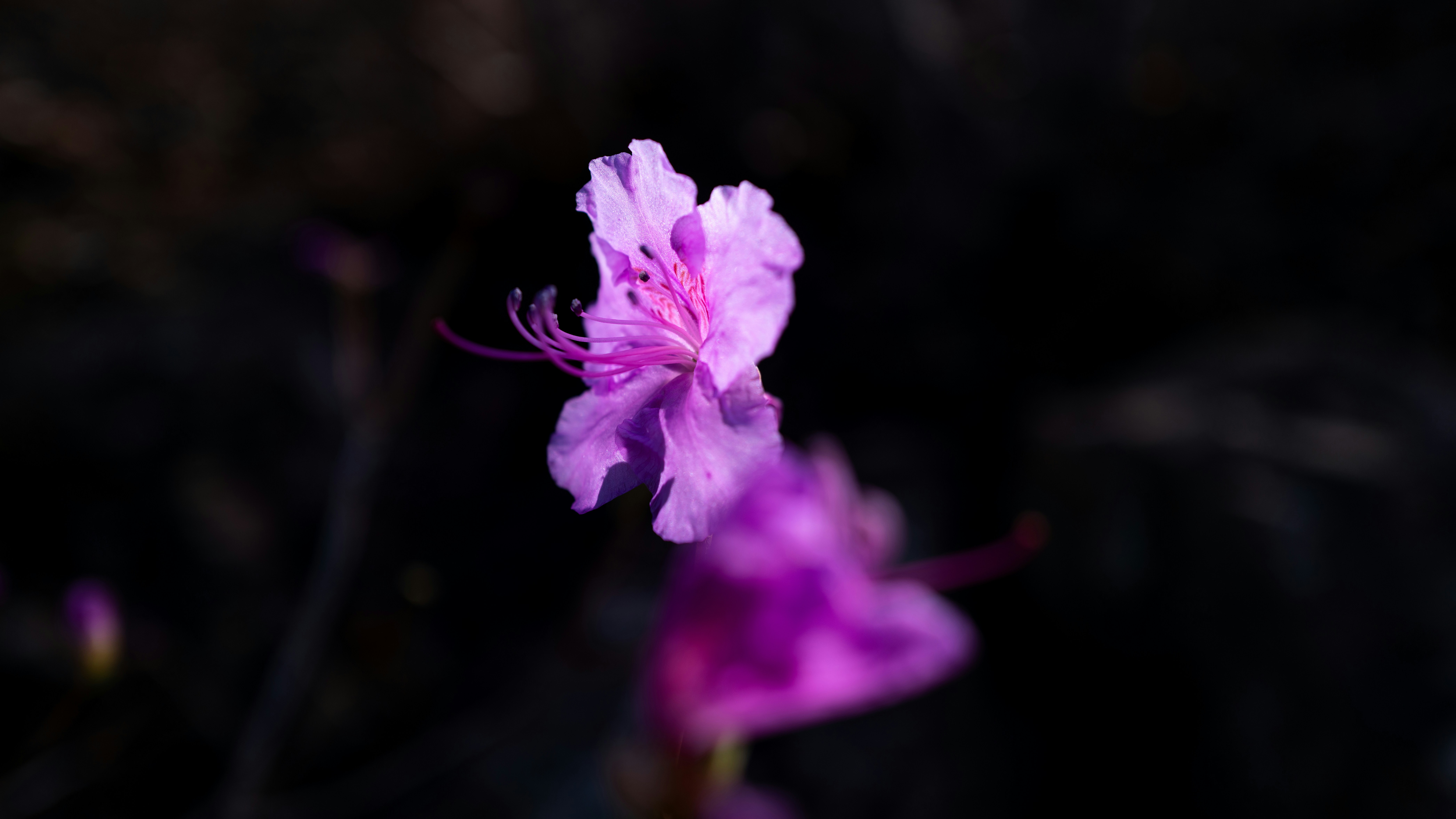 Lavender Bloom in Shadowed Quiet