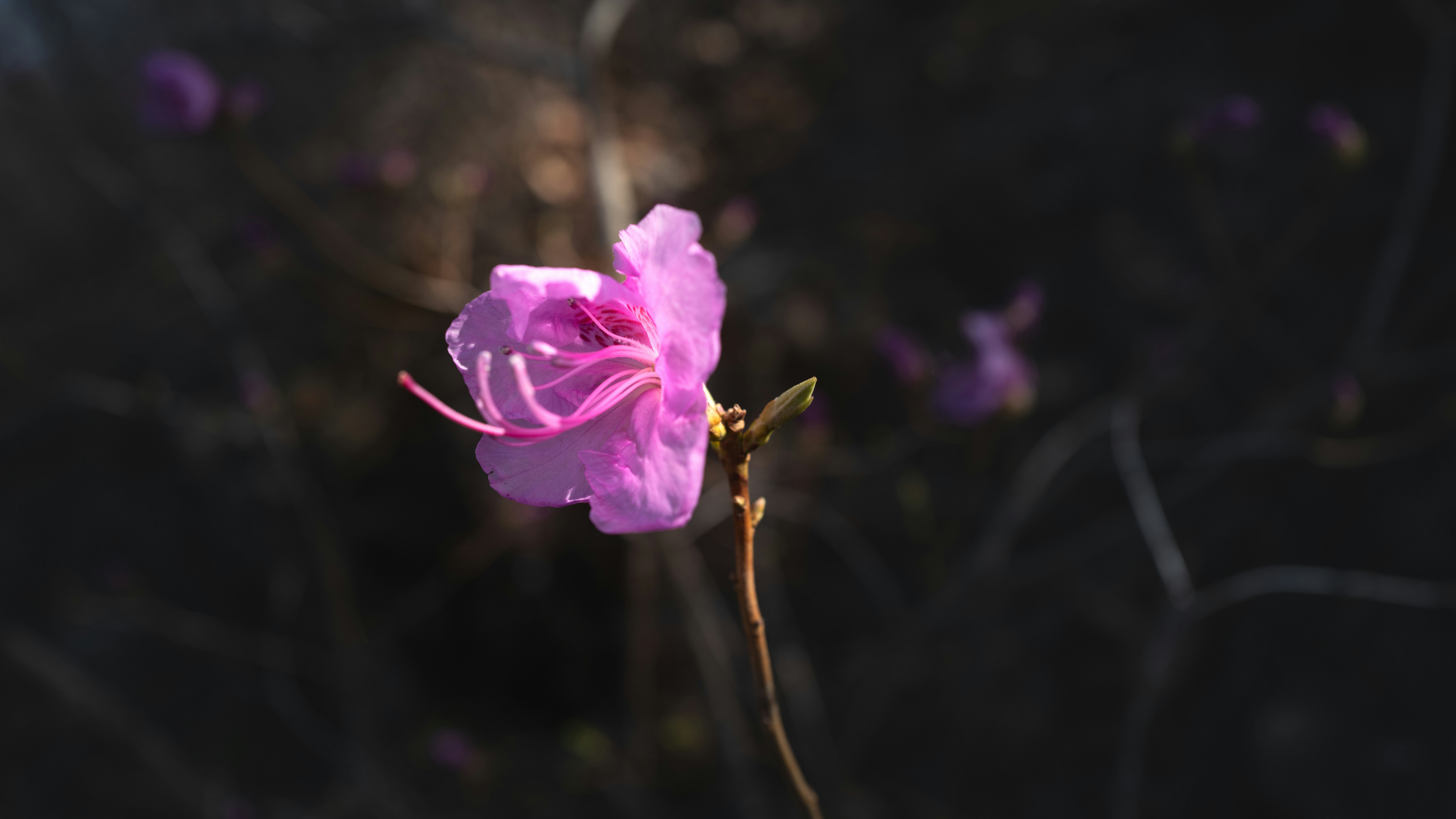 Single Magenta Bloom in Shadowed Frame