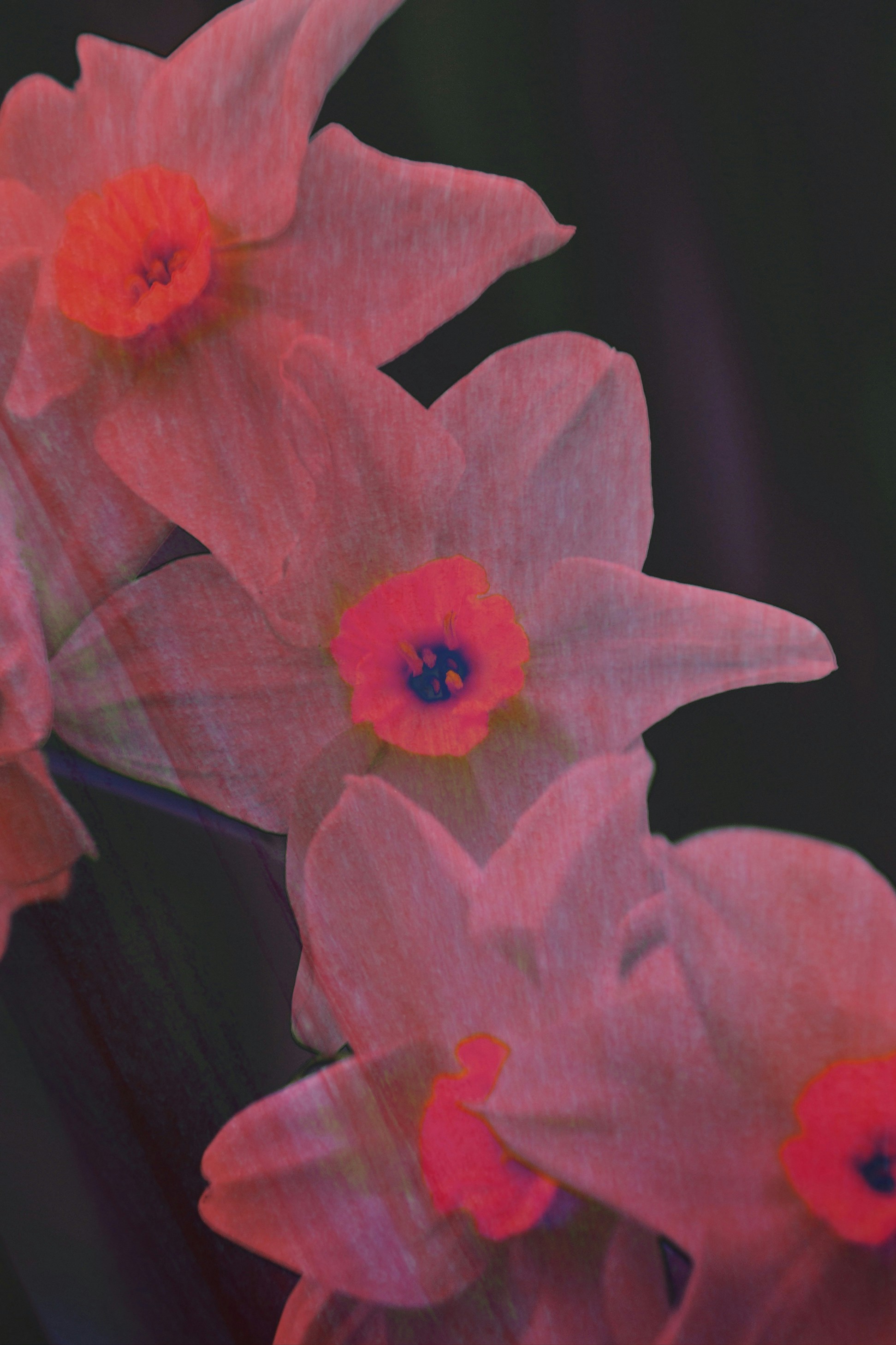 Soft Coral Blooms: Delicate Petals Against a Velvet Shadow