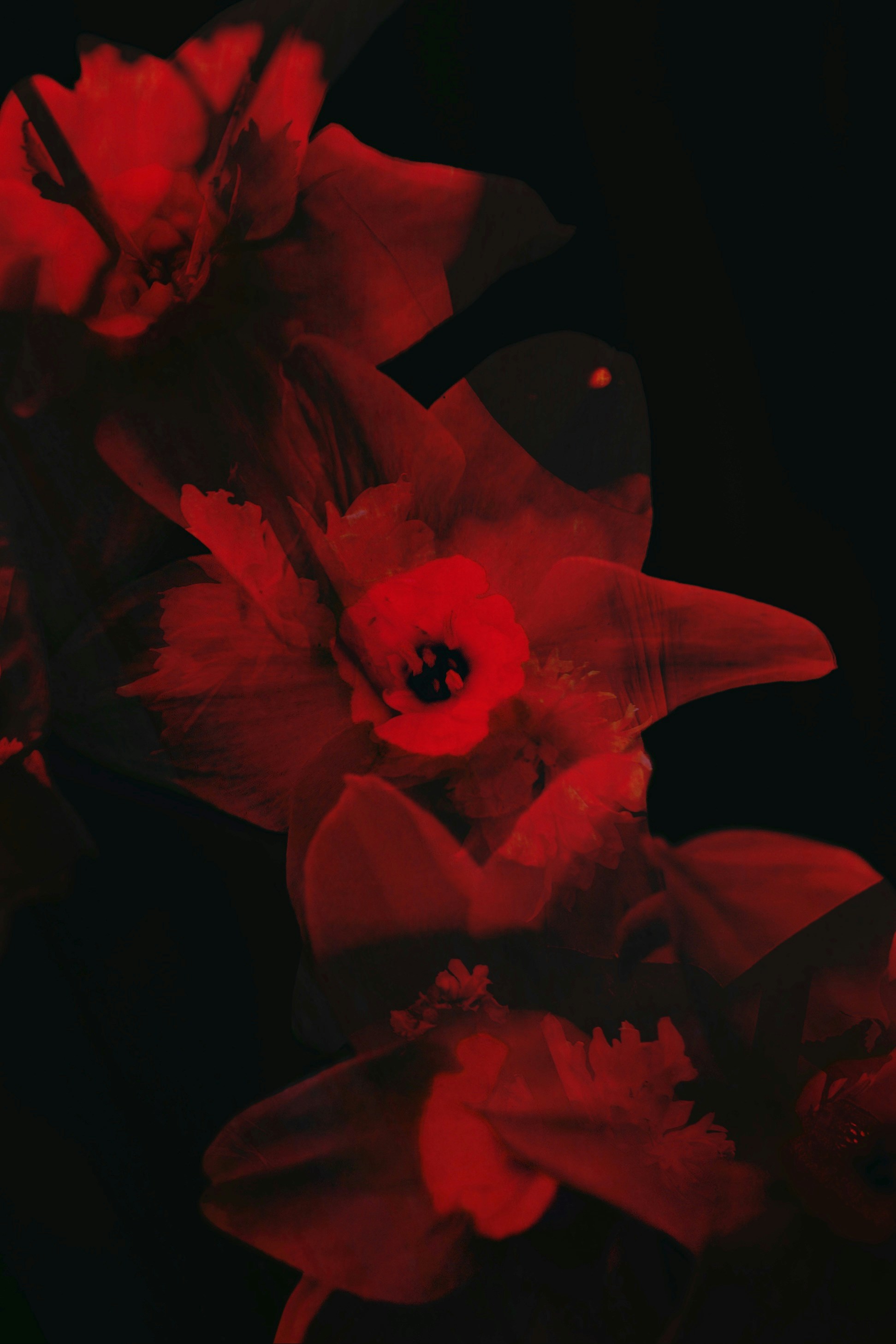 Crimson Bloom in Velvet Night