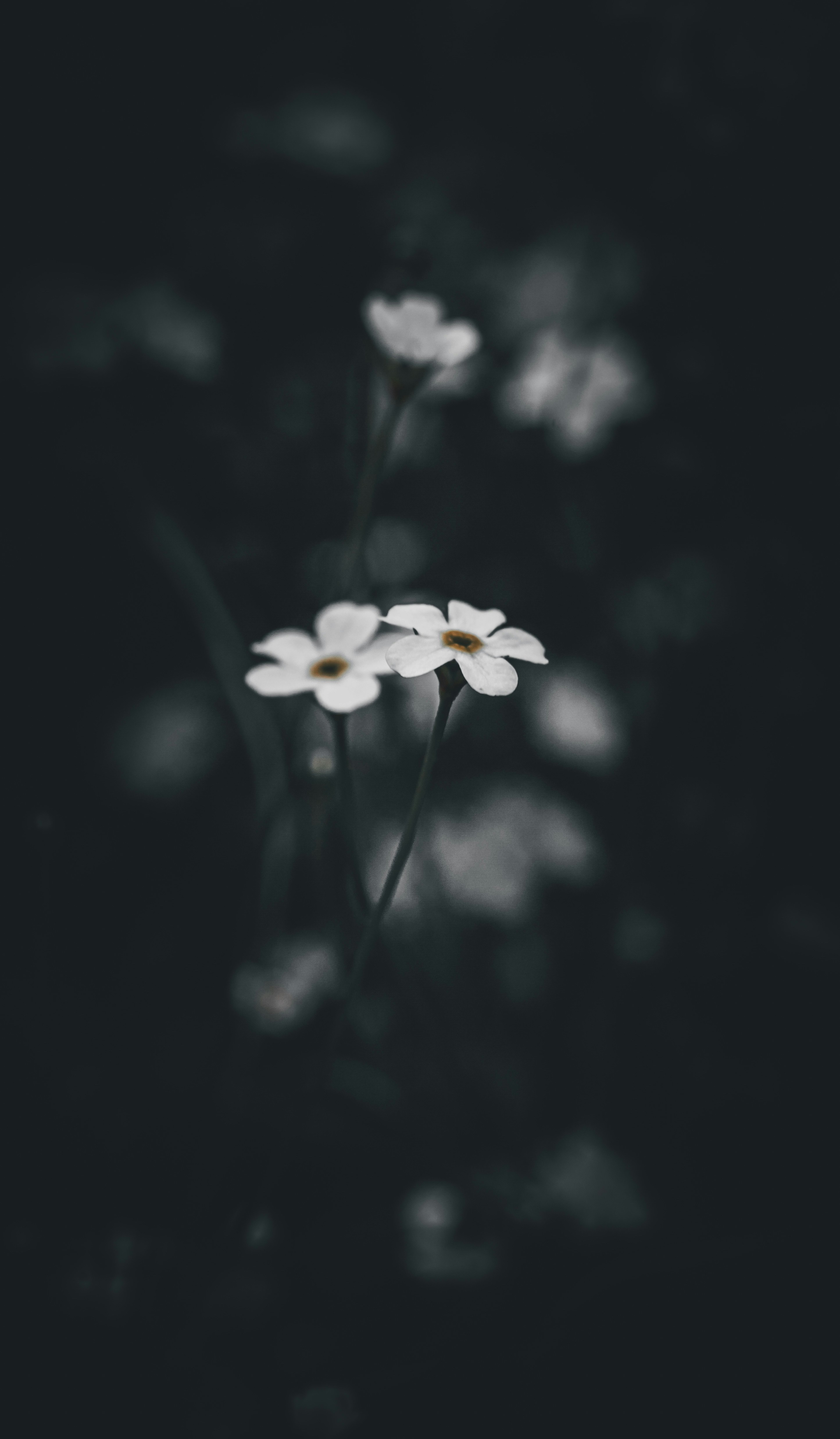White blooms in a shadowed garden