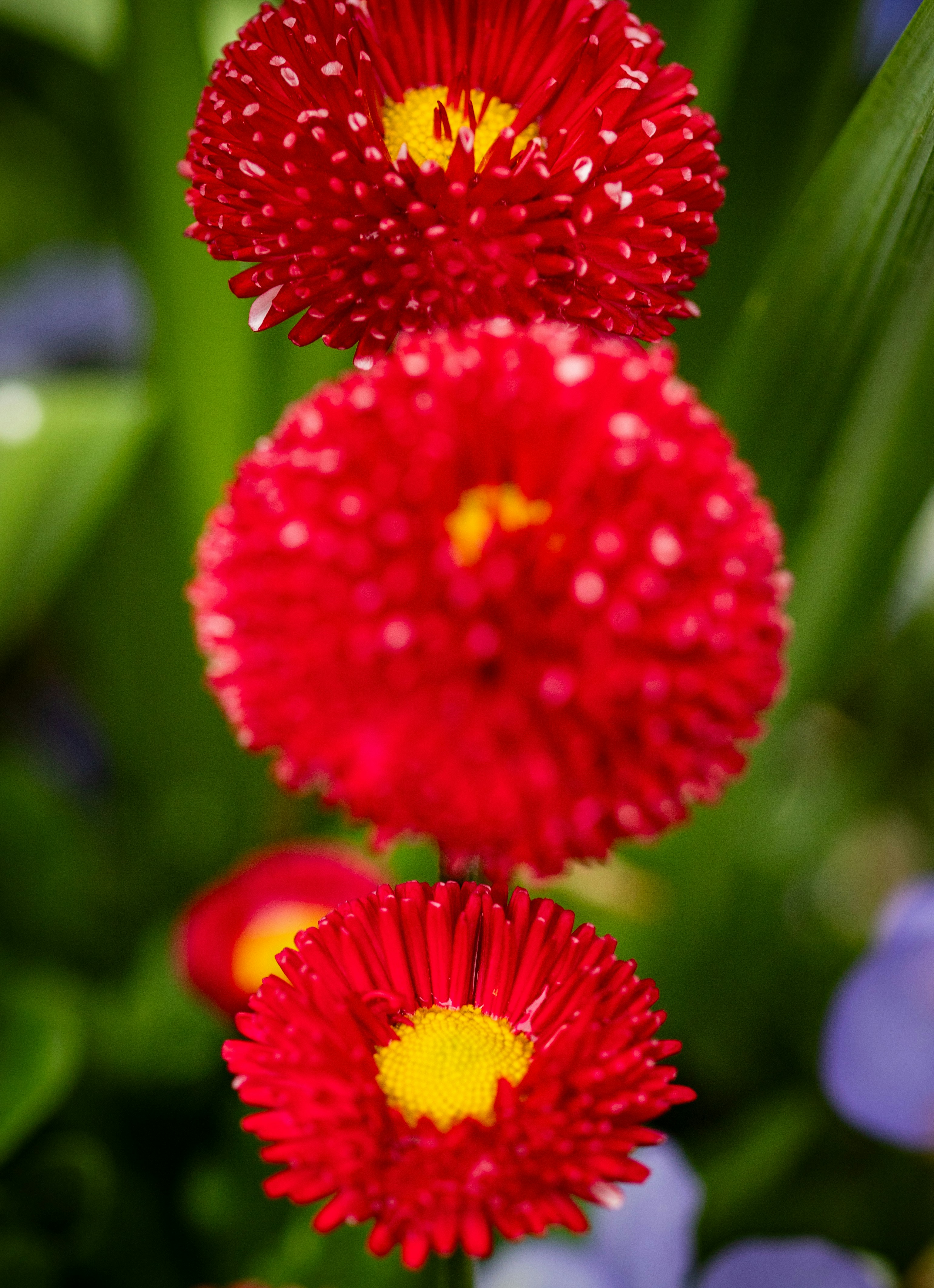 Crimson Bloom Trio: A Spiral of Red Circles
