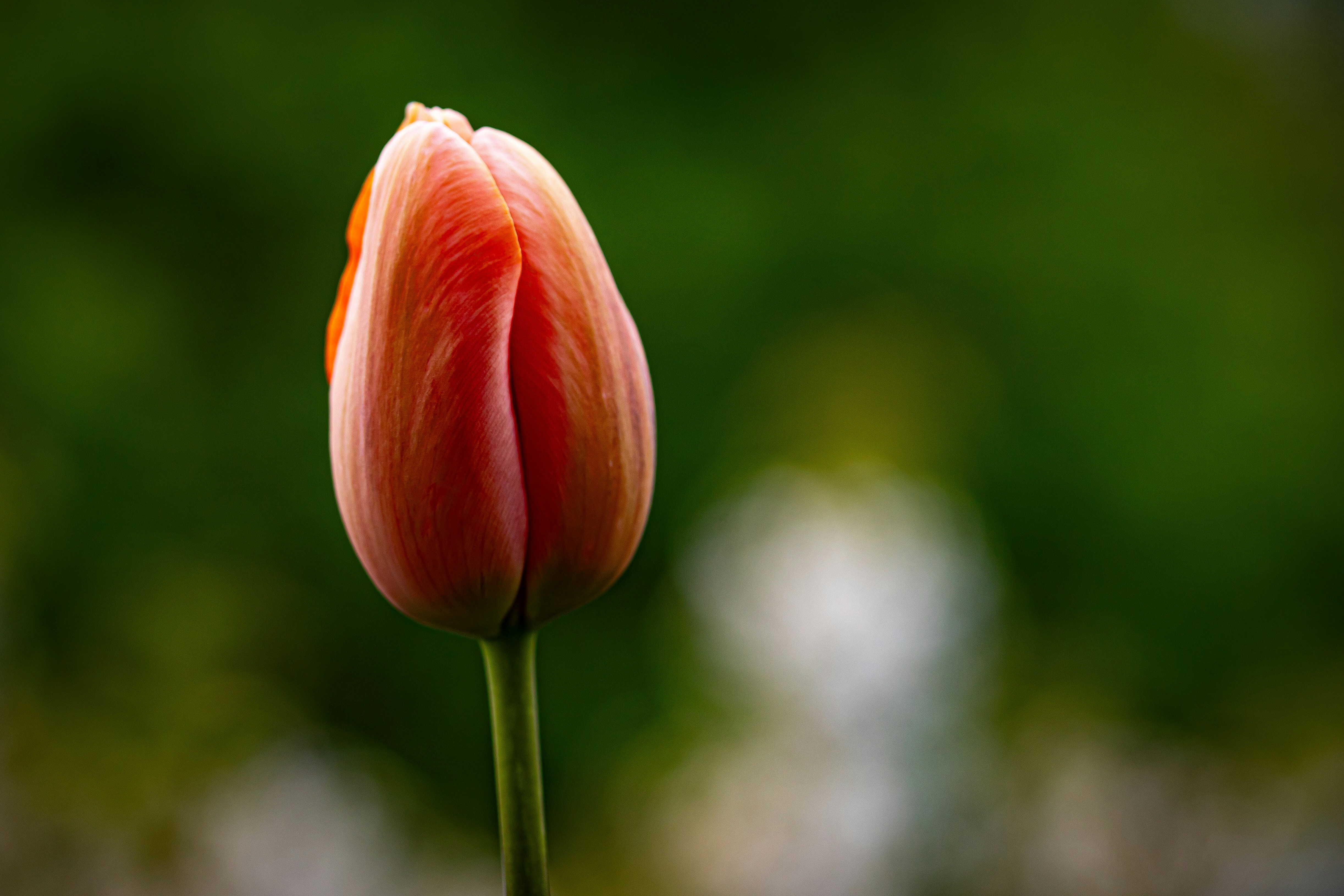 Gentle Tulip in Soft Focus Meadow