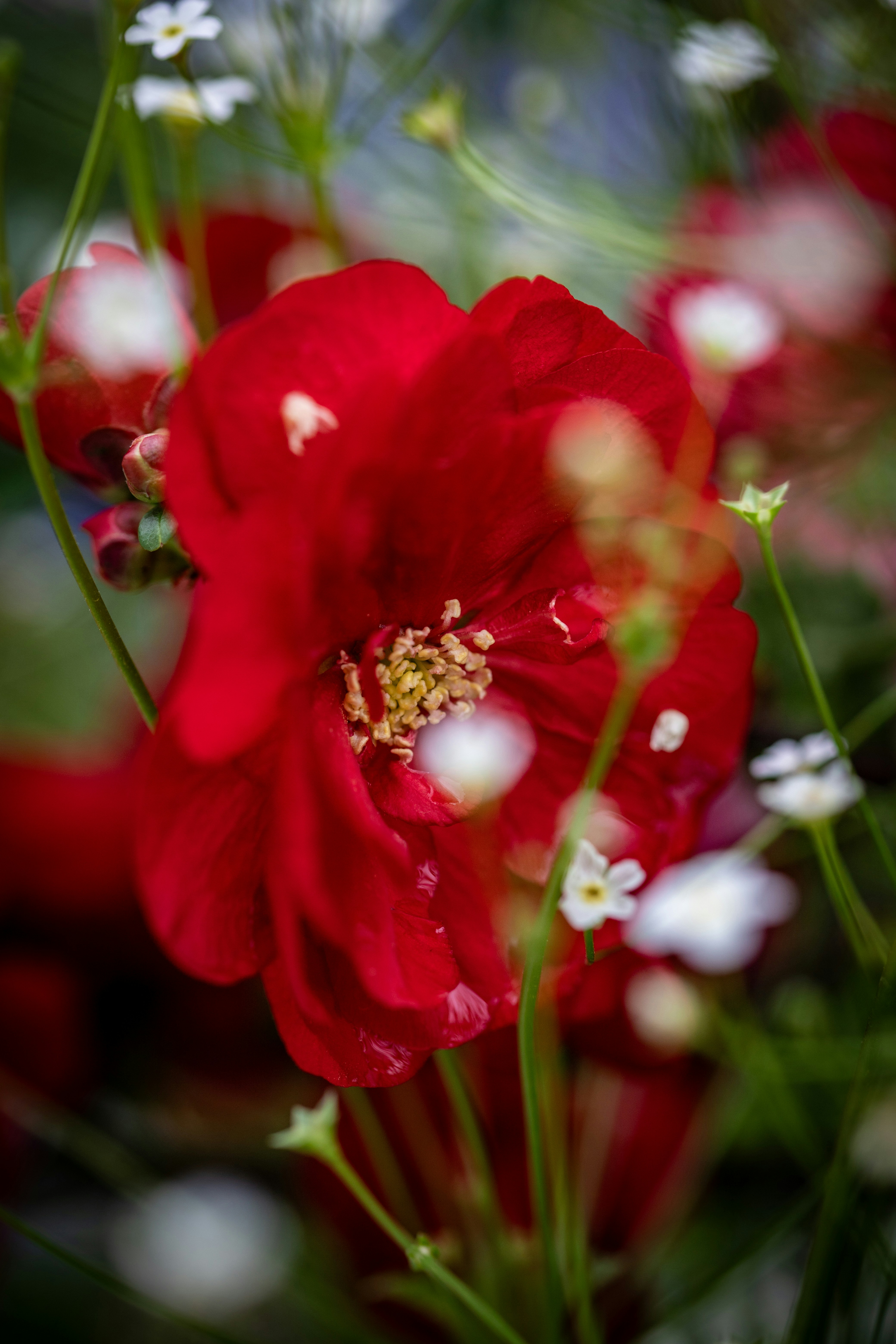 Crimson bloom amid a lattice of fragile white petals and green stems