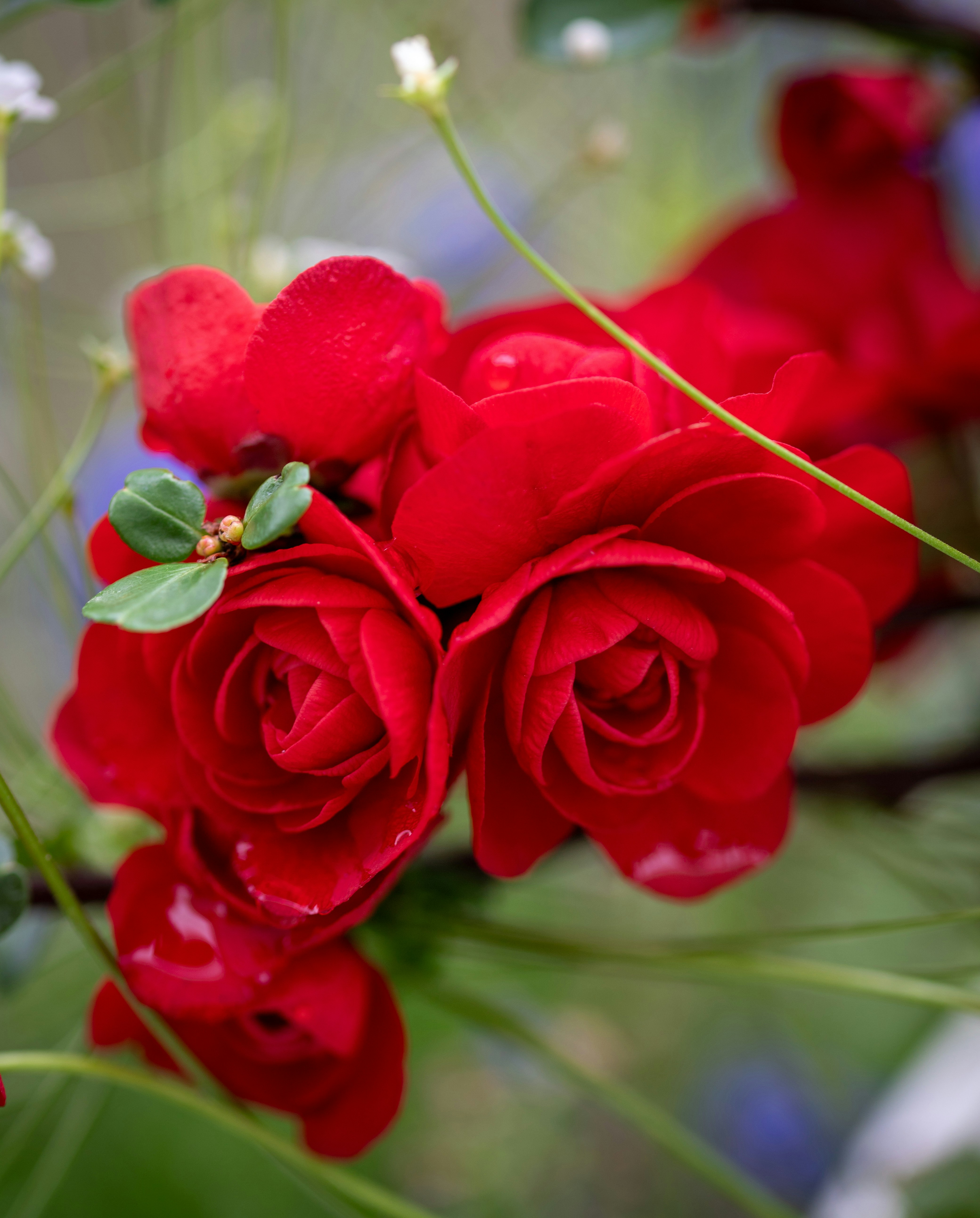 Scarlet Roses in Close-Up Embrace