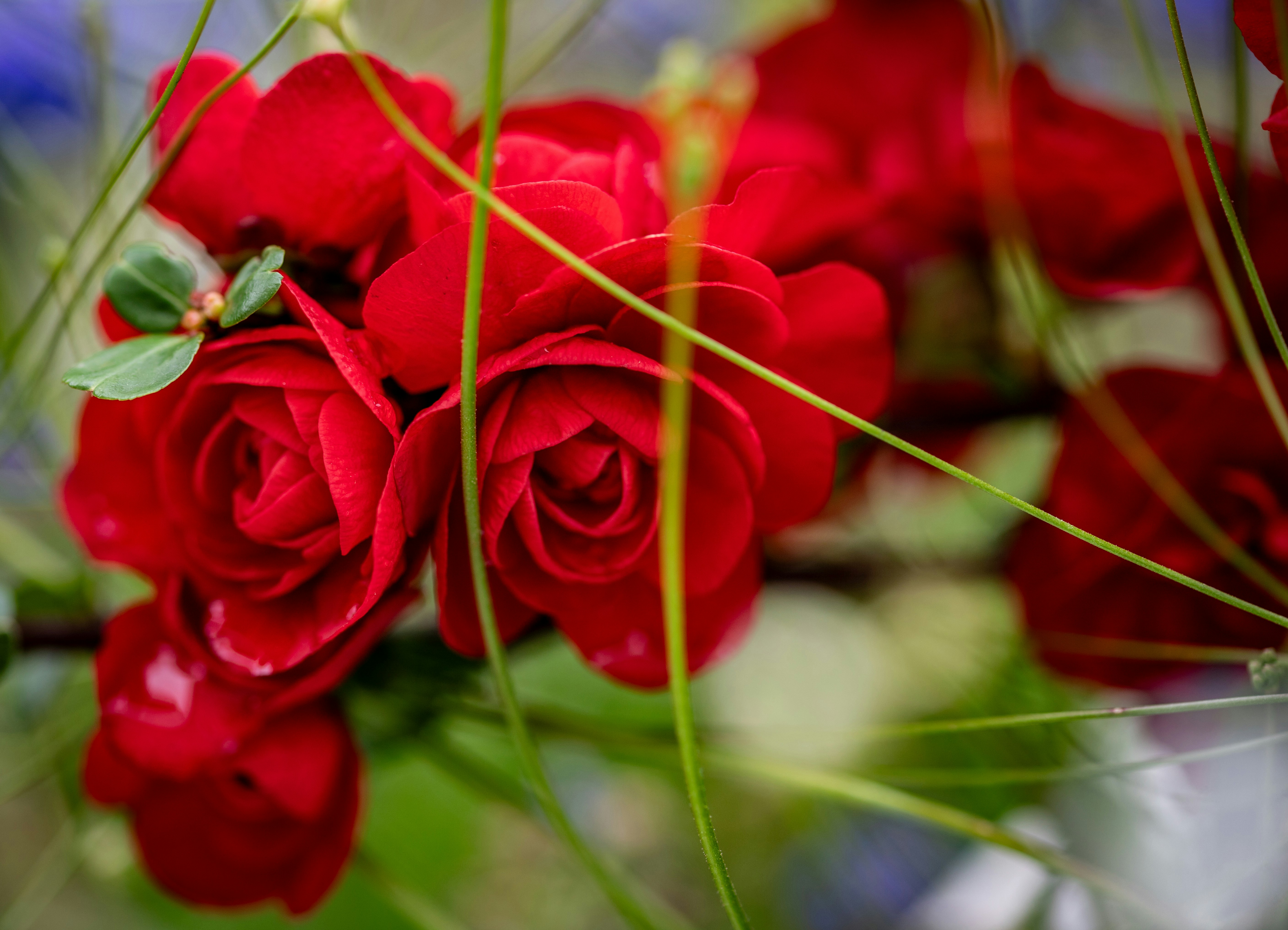 Vivid Rouge: Clustered Roses Framed by Spiraling Stems
