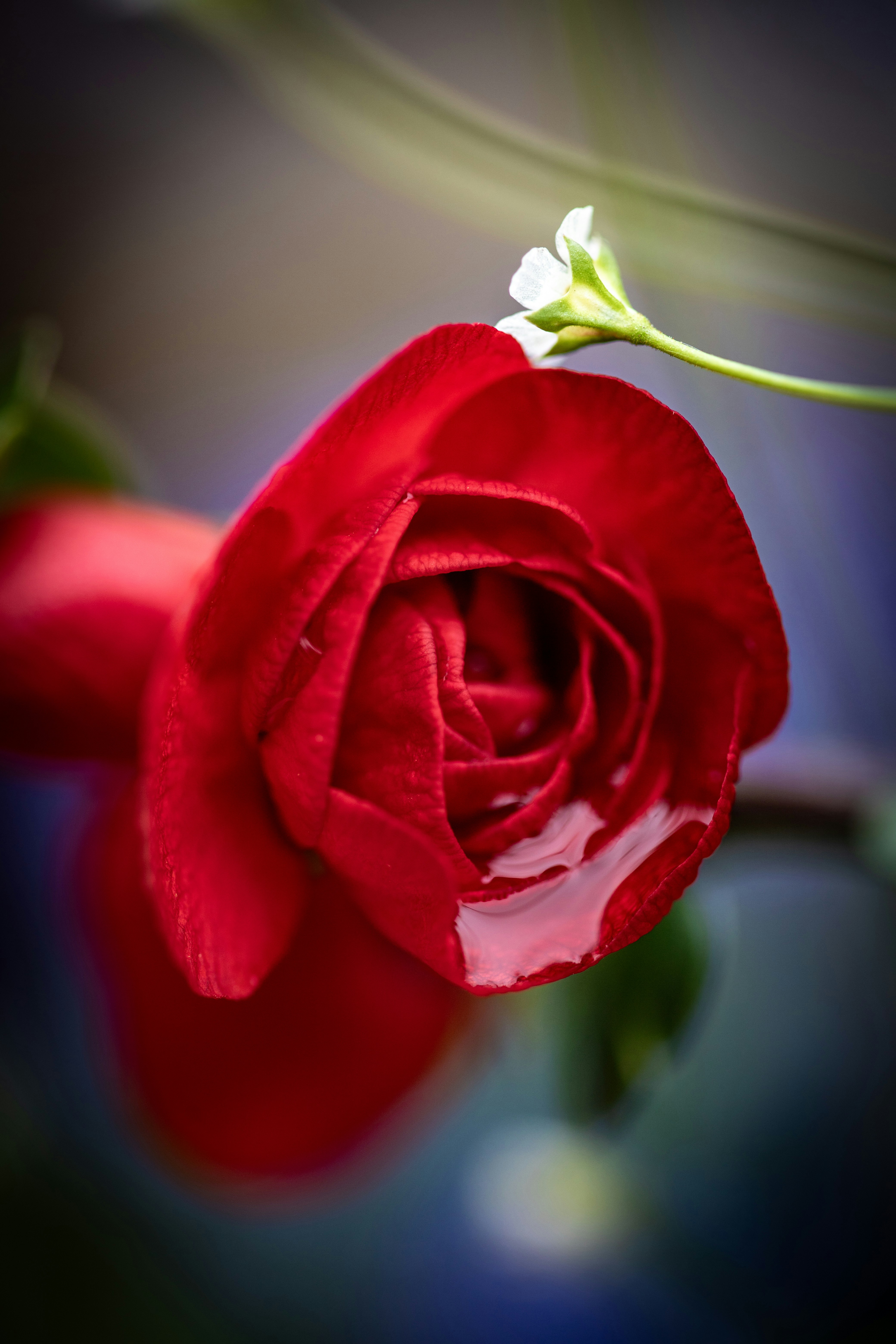 Crimson Rose in Soft Focus: A Close-Up of Velvet Petals