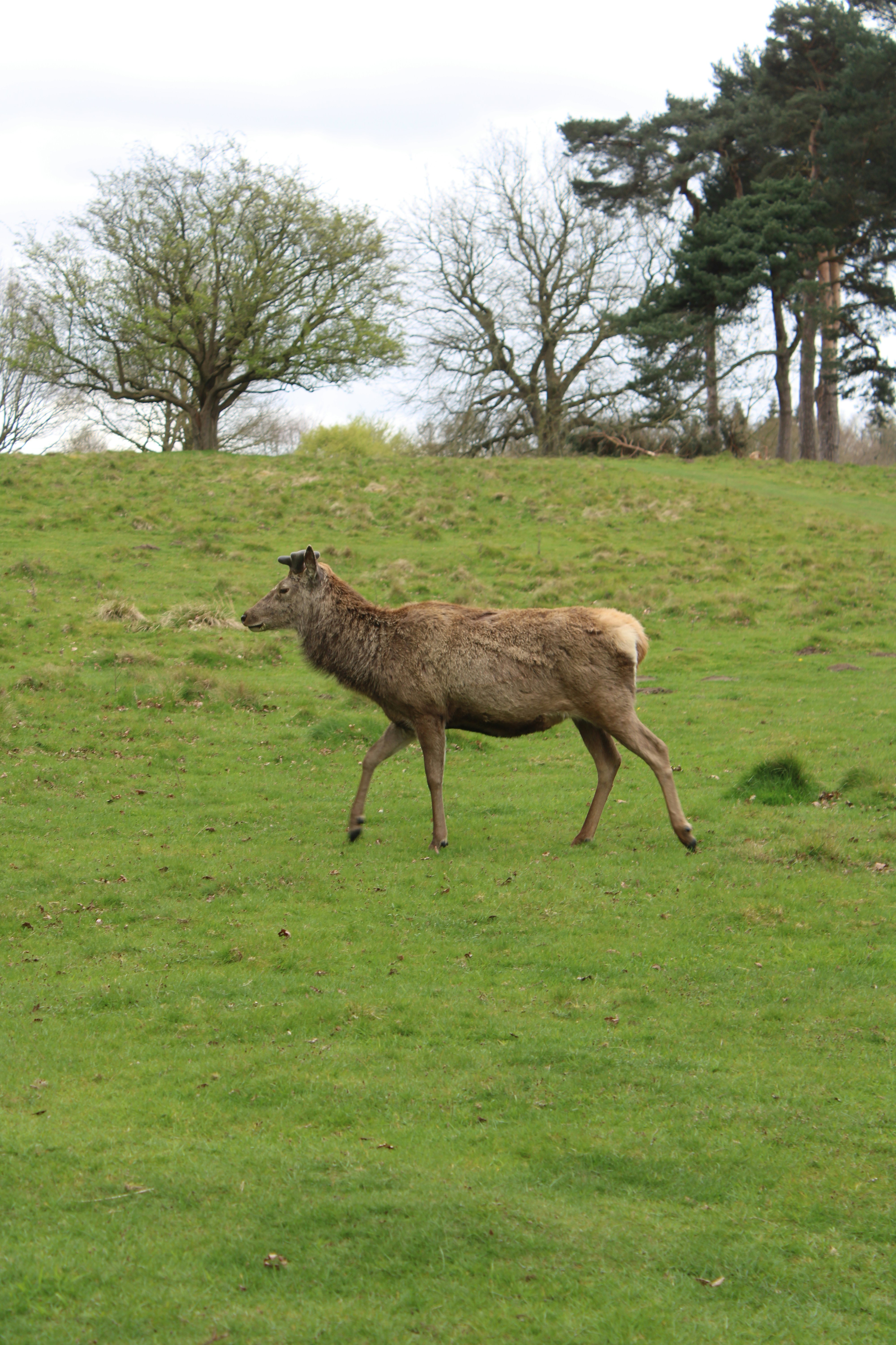 The Meadow Wanderer: A Deer in Quiet Spring Light
