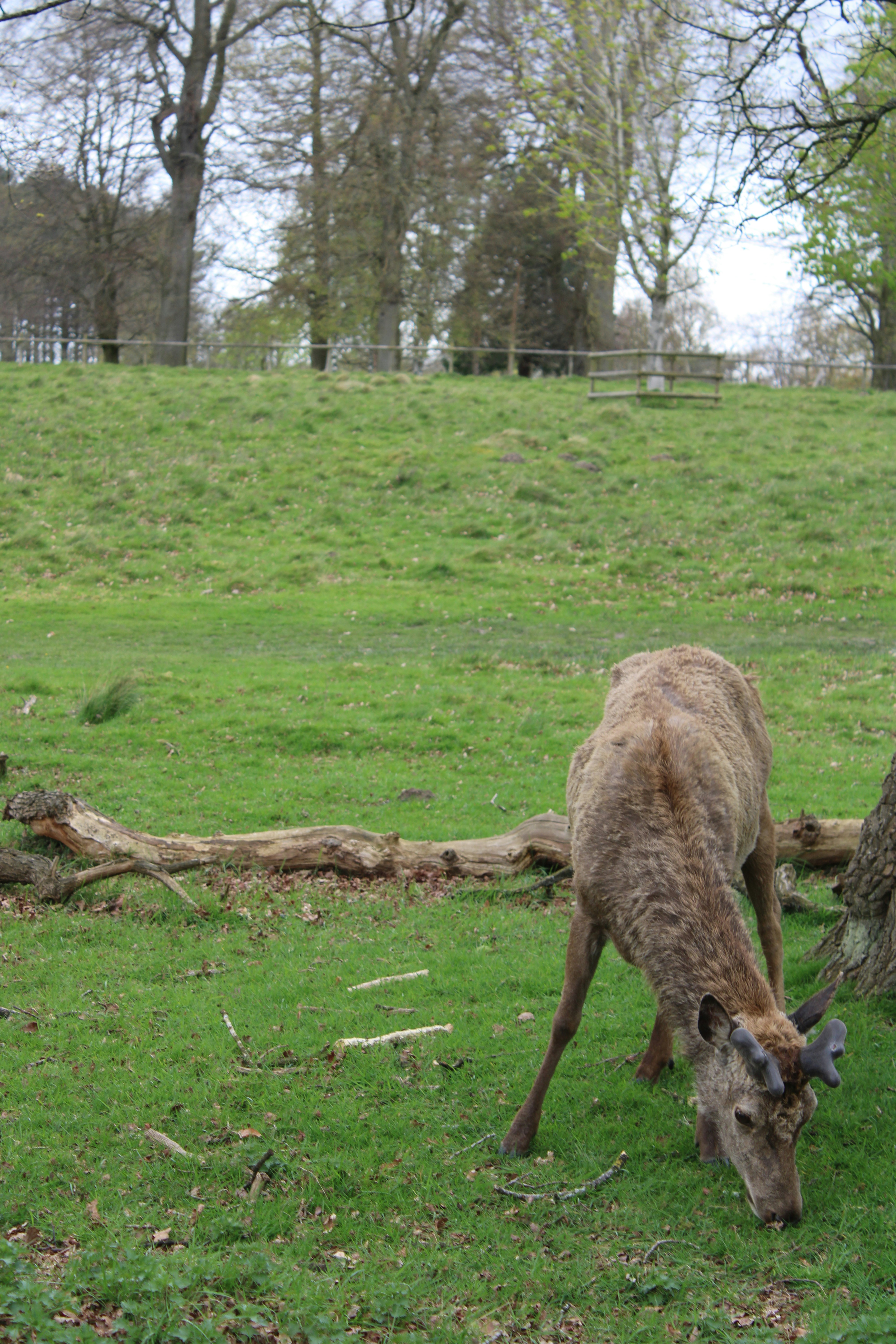 Grazing on the Green: a Sturdy Deer in a Park Clearing