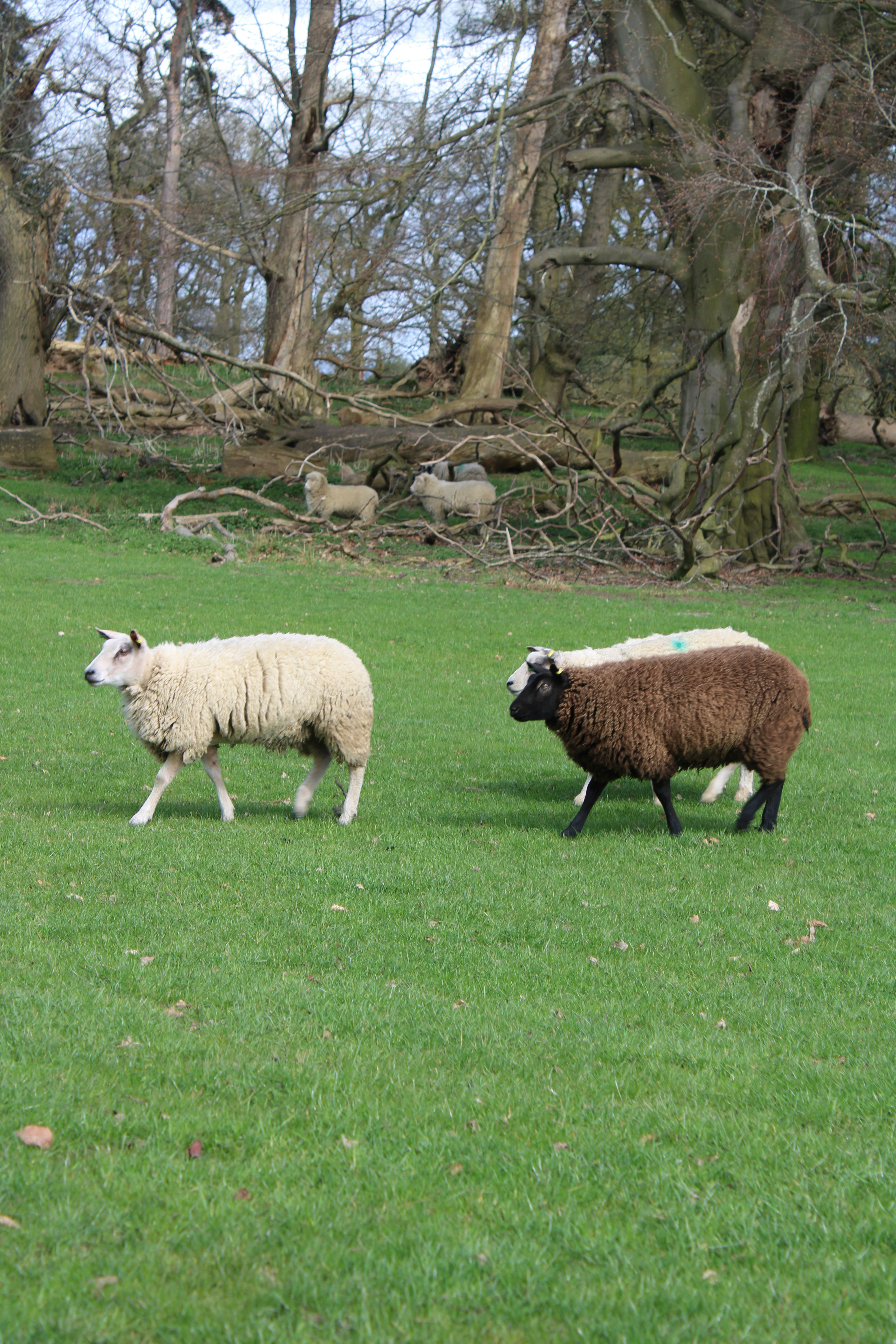 Twin Pasture: White and Brown Sheep Crossing the Green Field