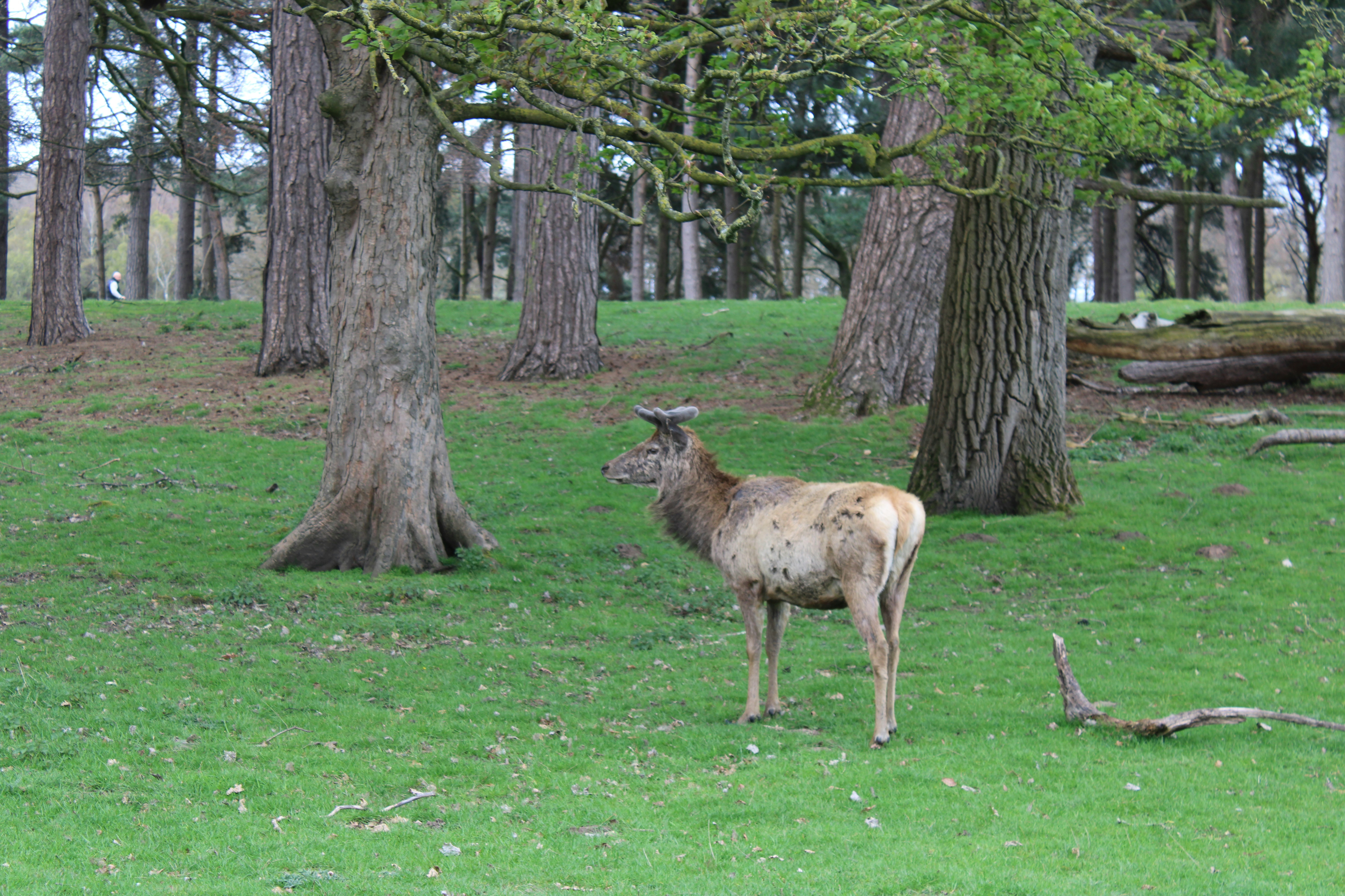 Green Meadow Glen: A Deer Stands Quiet Among Cedar Sentinels